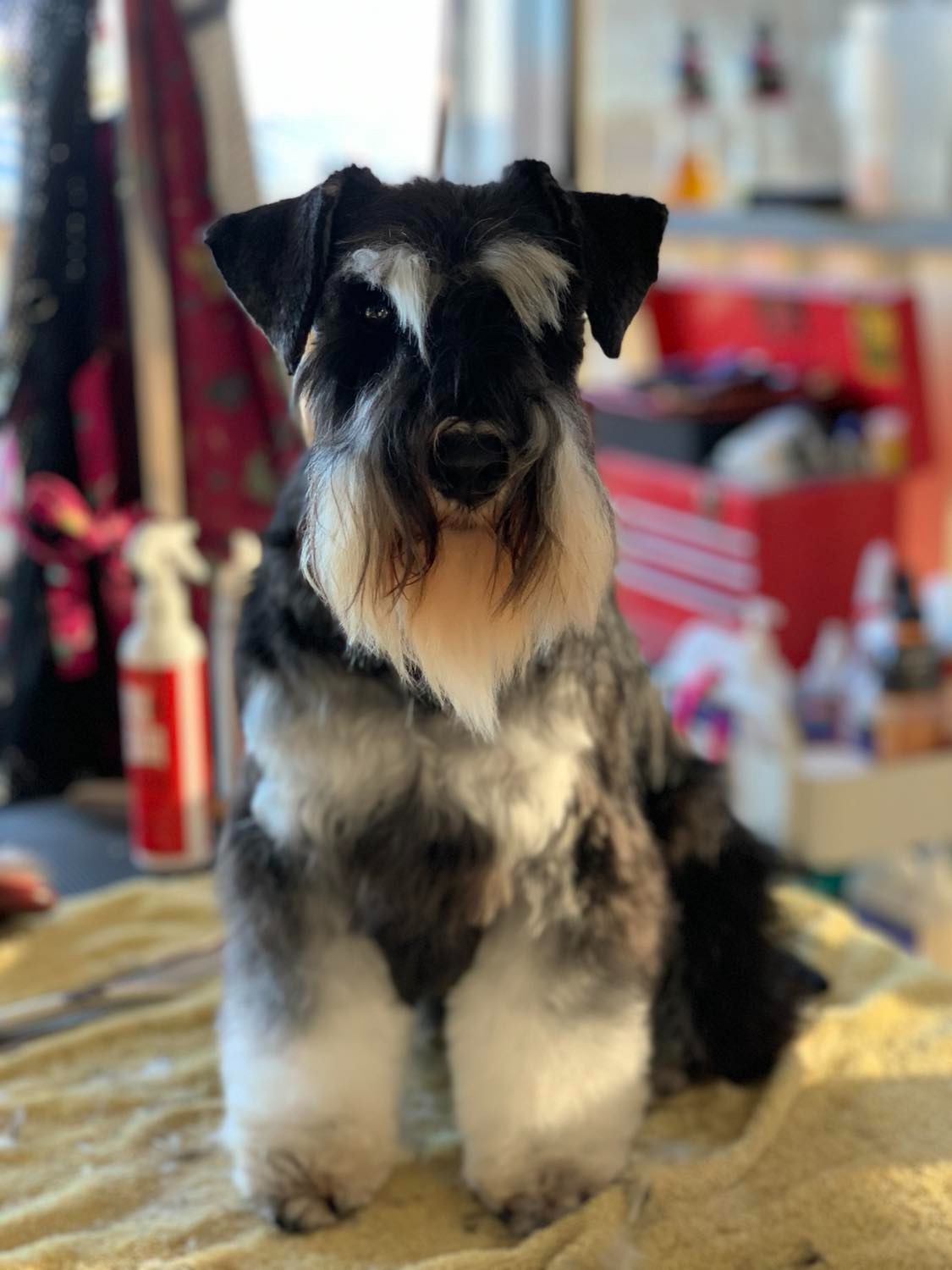 Jarjola Star of Darkness Schnauzer (Miniature) - Owned by Kirra Zanner ...