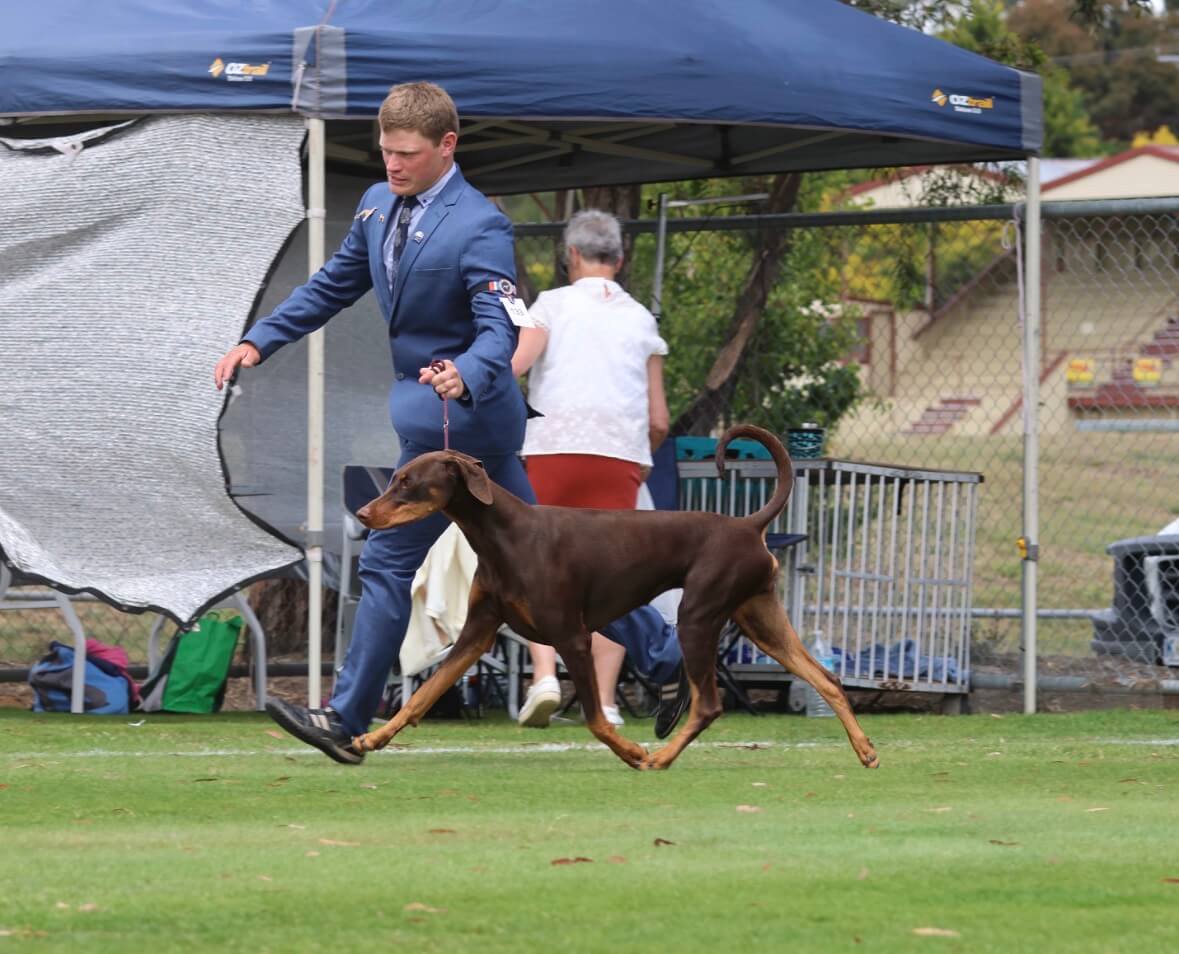 Bravadobe Iron Maiden Dobermann - Owned by Ms. Catherine Heaney