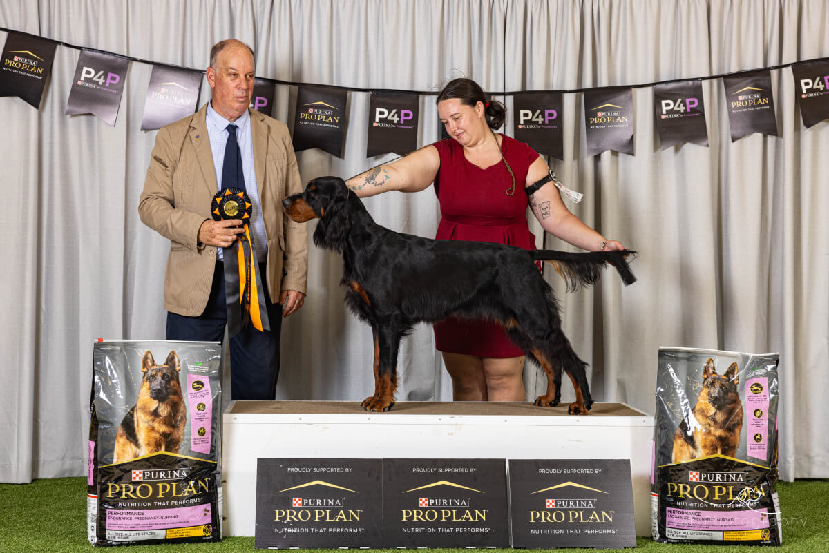 Aust Ch Carnoustie Talons Of Power (AI) Gordon Setter - Owned by Mr S ...