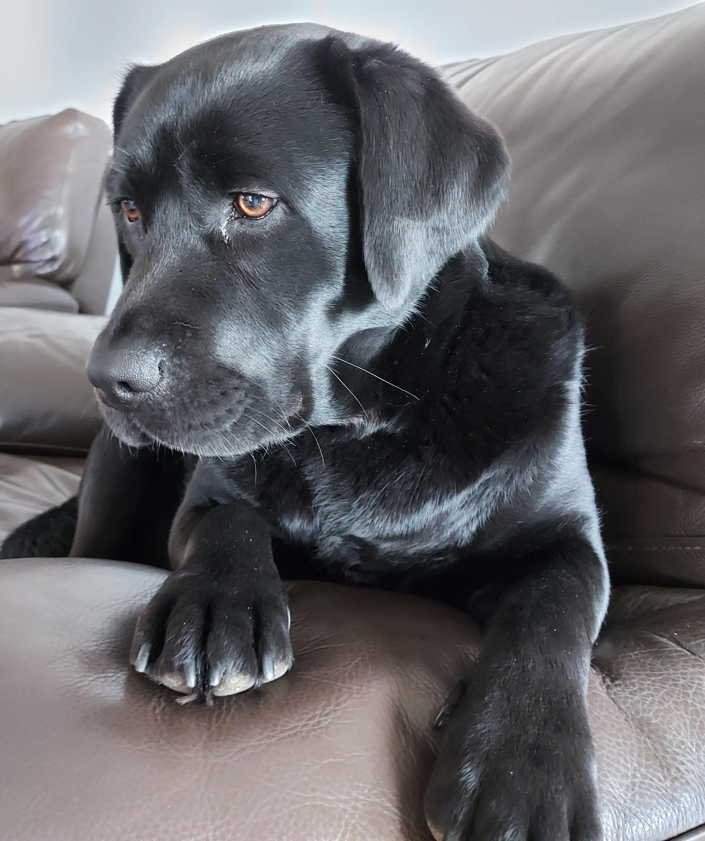 Morndew Mystery Girl Labrador Retriever - Owned by Jodie Dawson