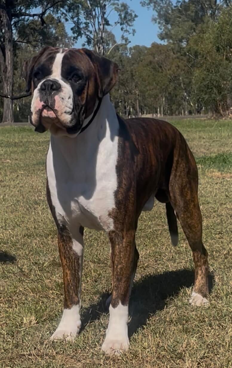 Aust Ch Elkohe American Encounter Boxer - Owned by Mr N & Mrs S Sim