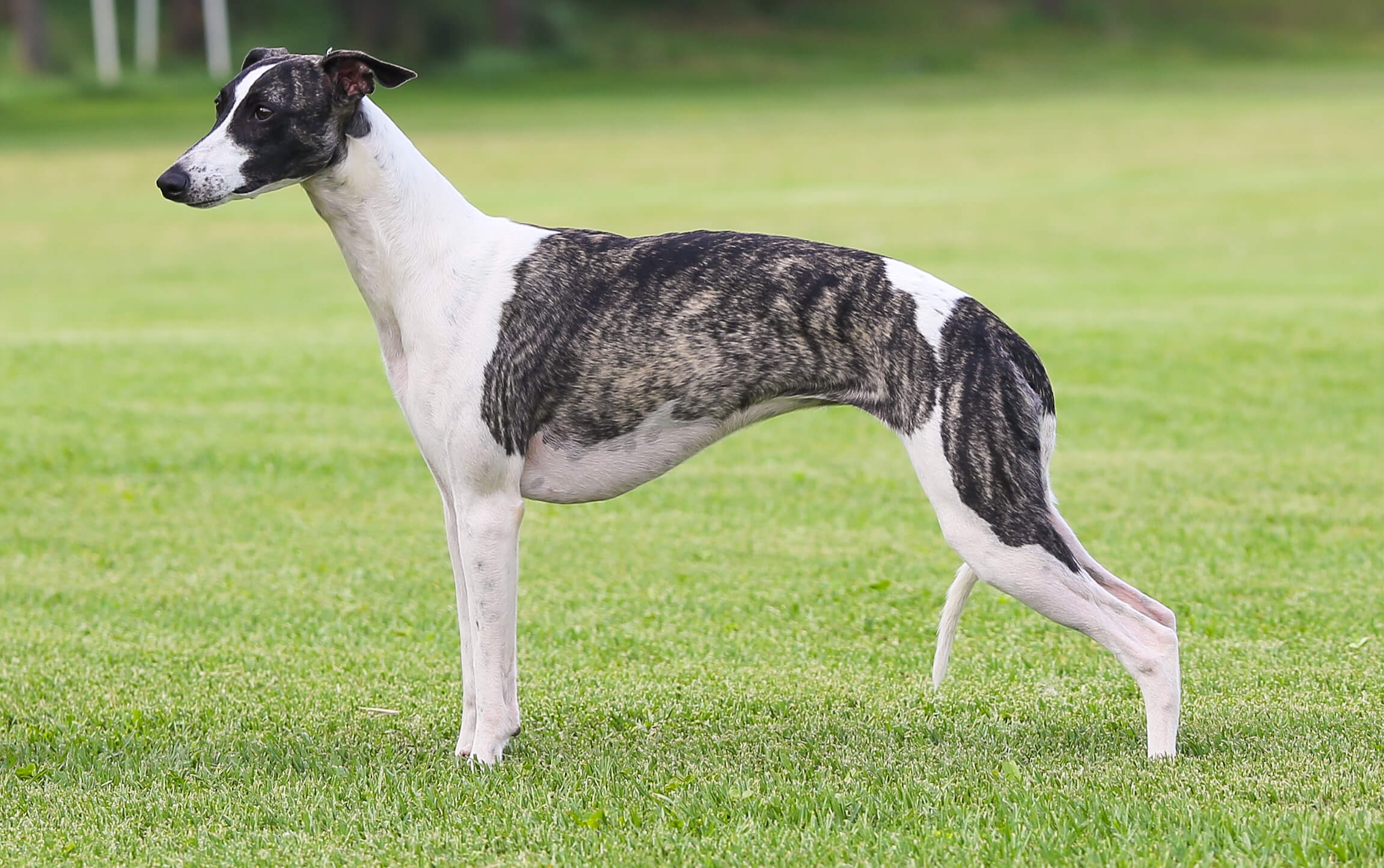 Opalyght Girl On Fire N.SPRD Whippet - Owned by S.Raines