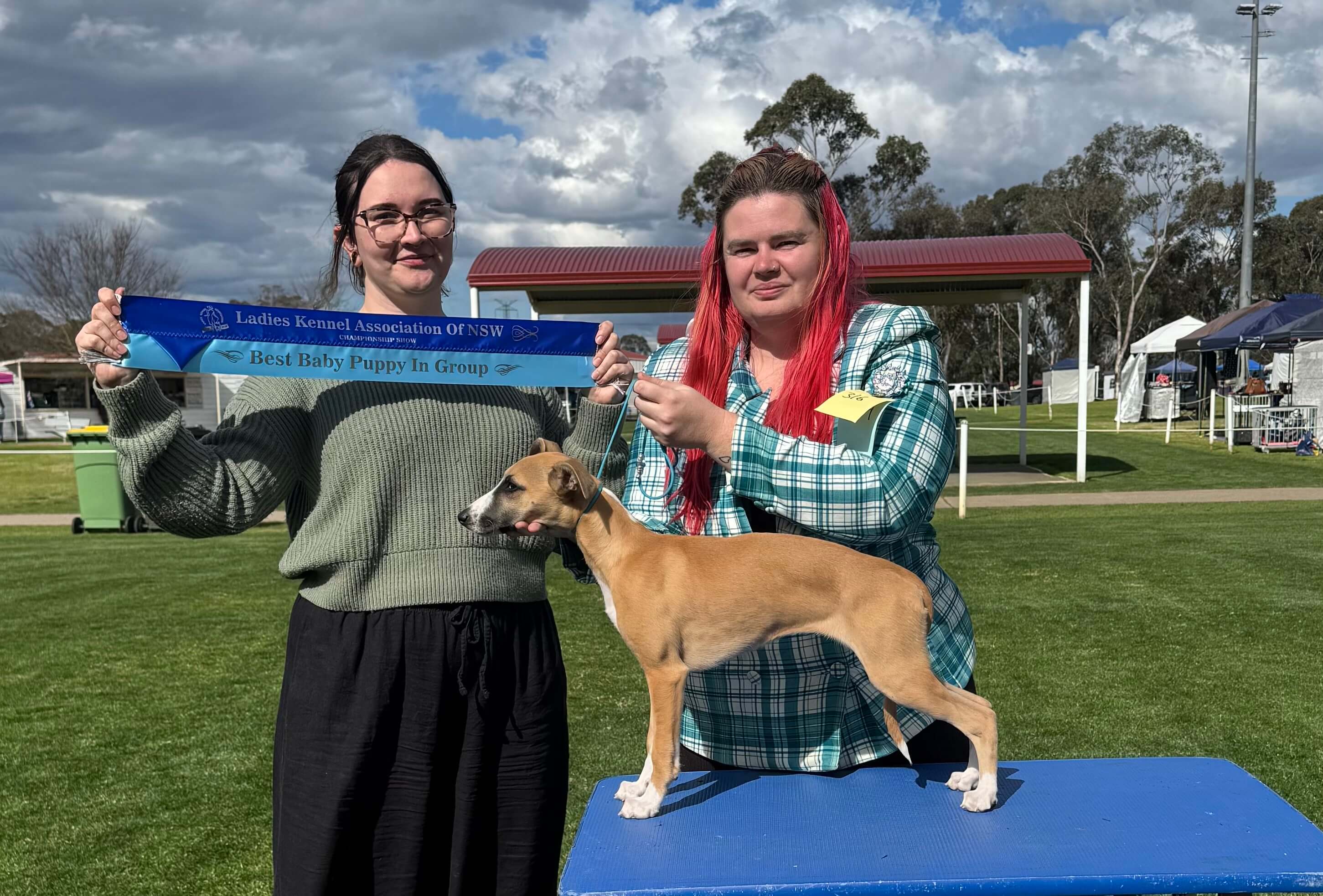Opalyght Magic In Motion Whippet - Owned by S.Raines H.Lear M.Starky