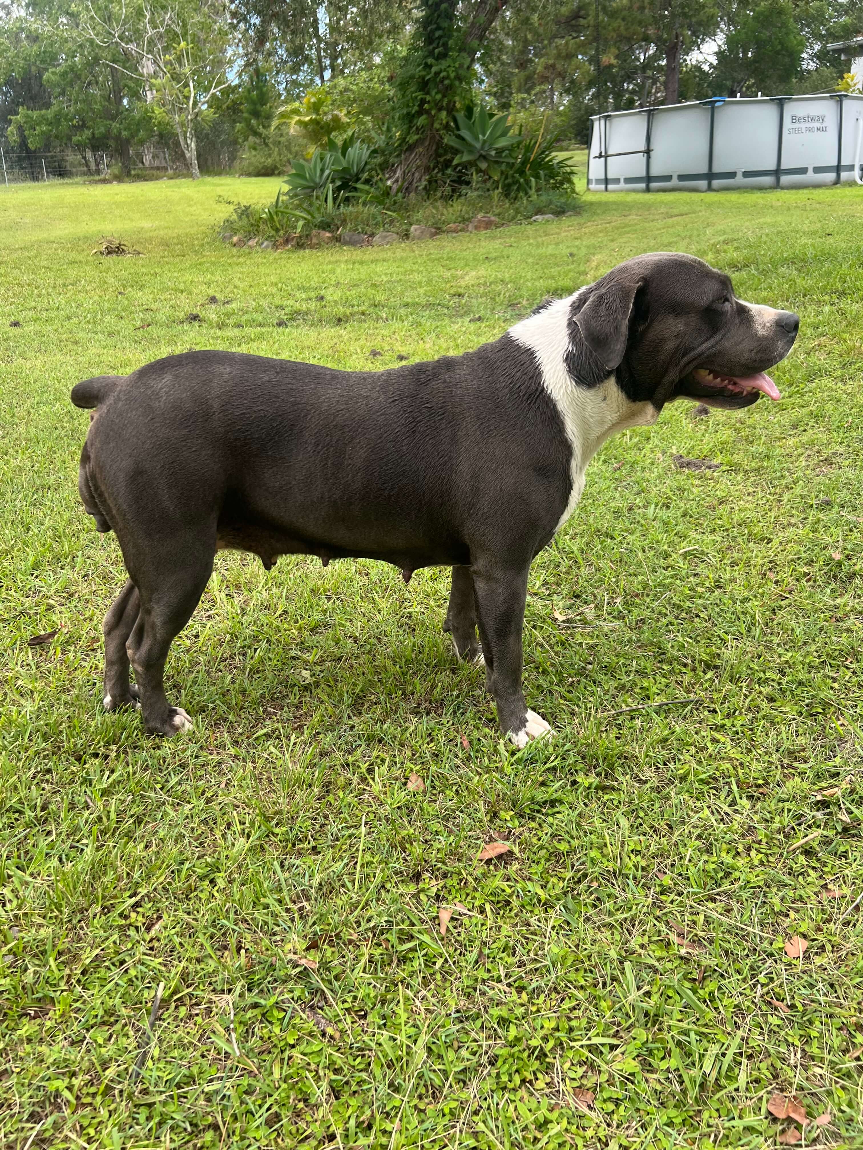 TAMF Versace American Staffordshire Terrier - Owned by Leigh Sutton