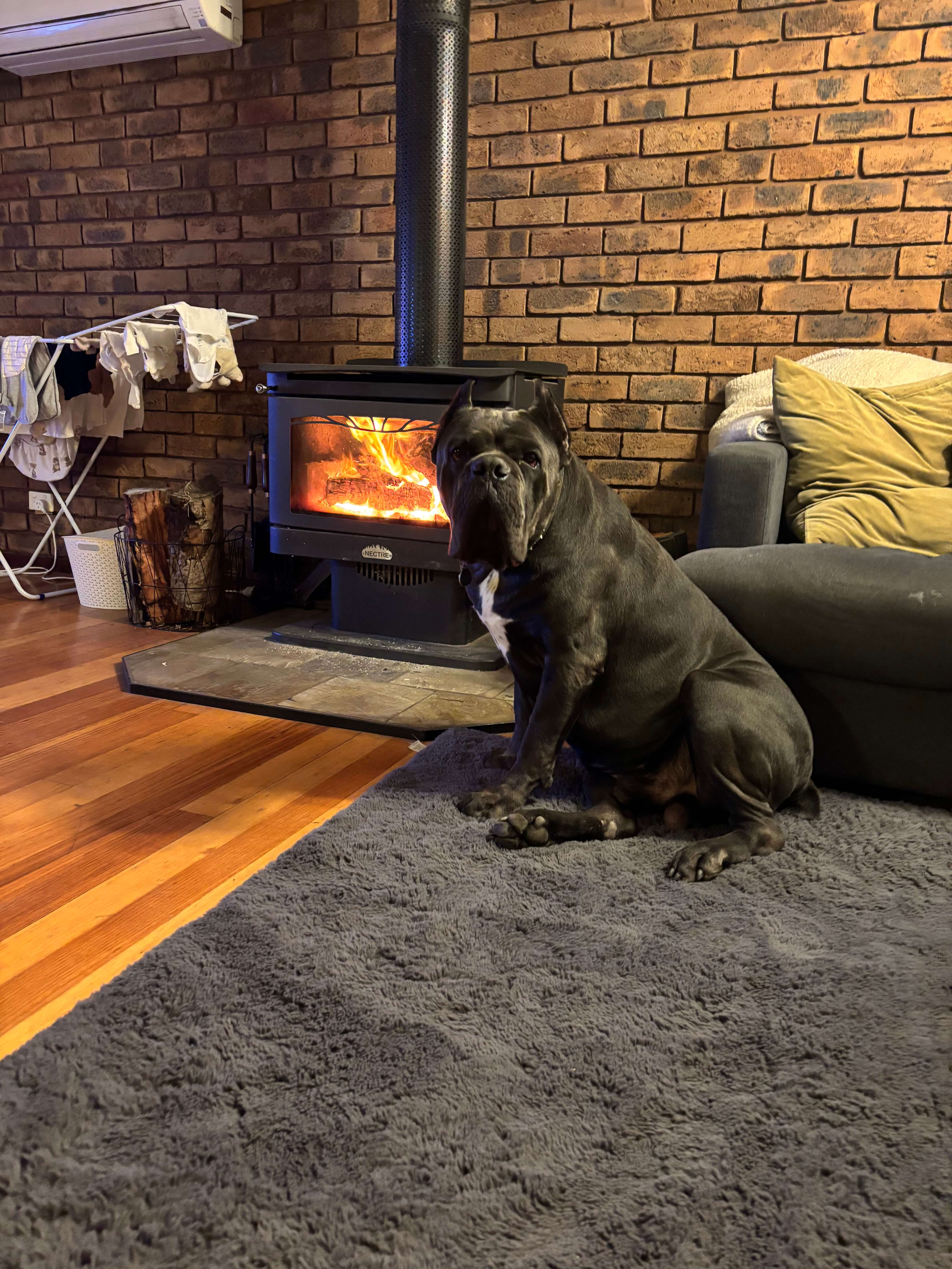 Clarissima Stella B-hugo Cane Corso - Owned by Josh O’Toole