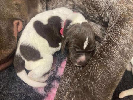 German Shorthaired Pointer Puppies for Sale
