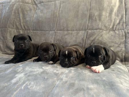 Staffordshire Bull Terrier Puppies for Sale, QLD