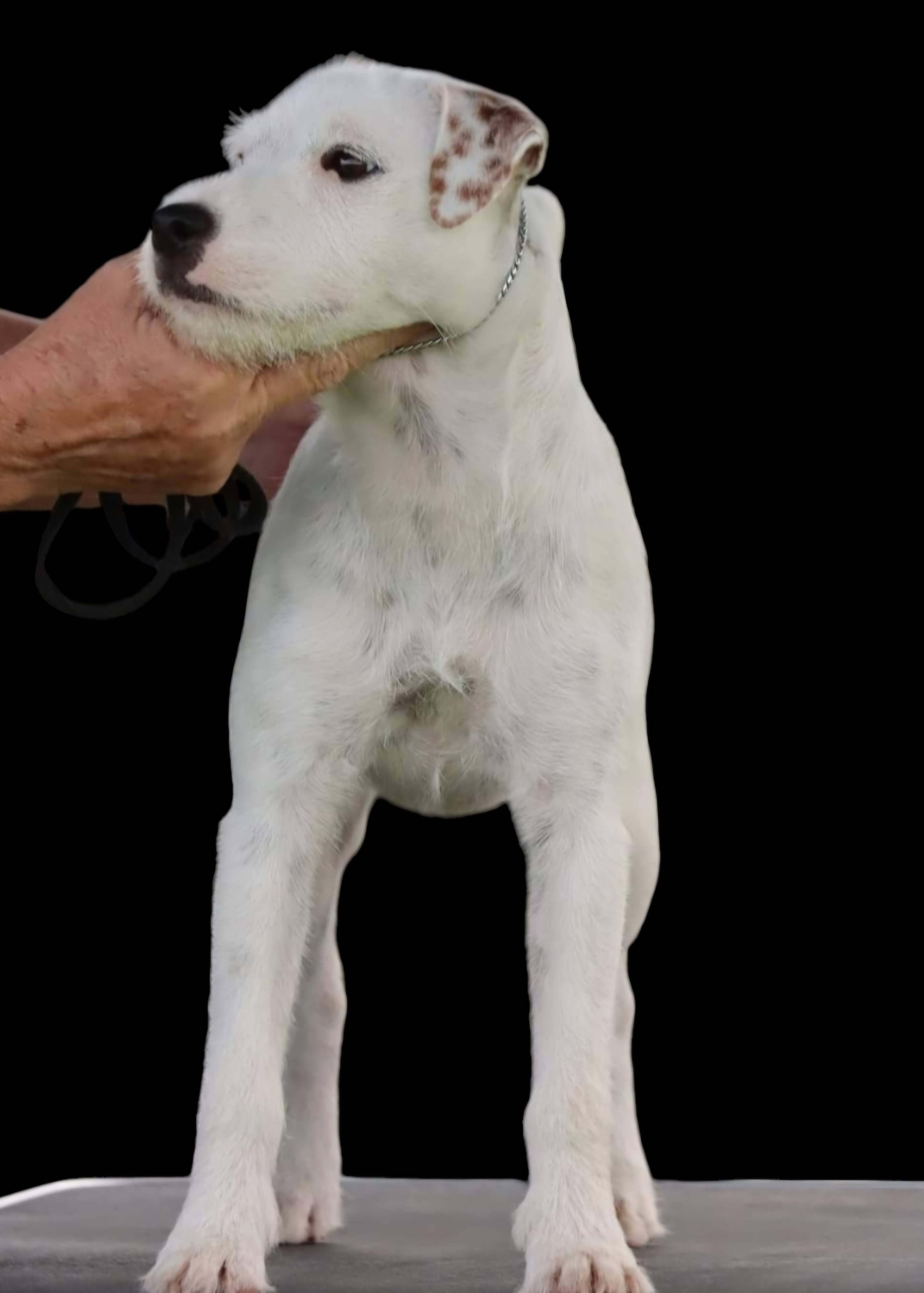 Australian Champion Majestatisch White Roses Parson Russell Terrier ...