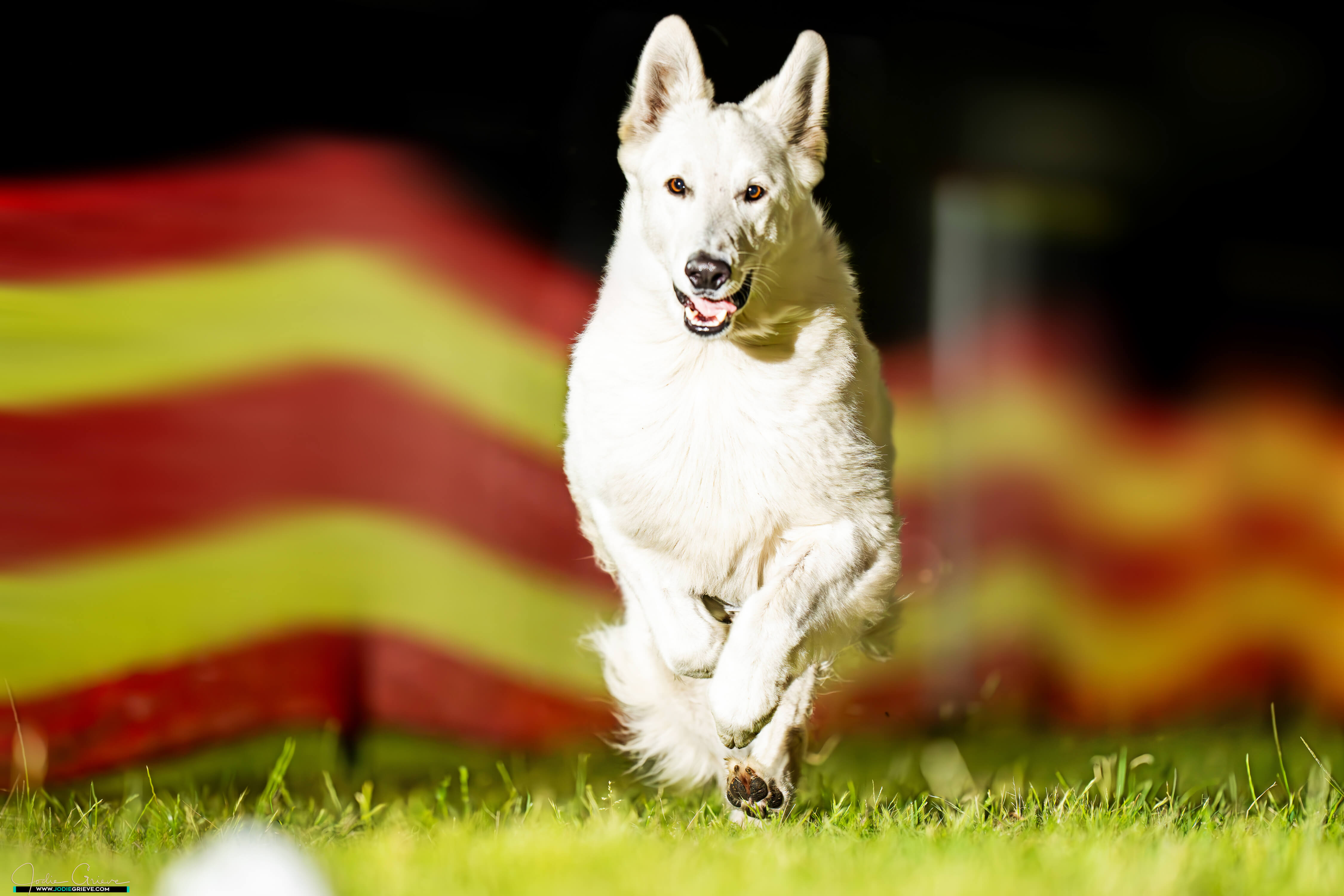 NEUT. CH Rosamontana On Fire GD. HTM.S. JC. JD. N.SPRD RA. TK.N. White ...