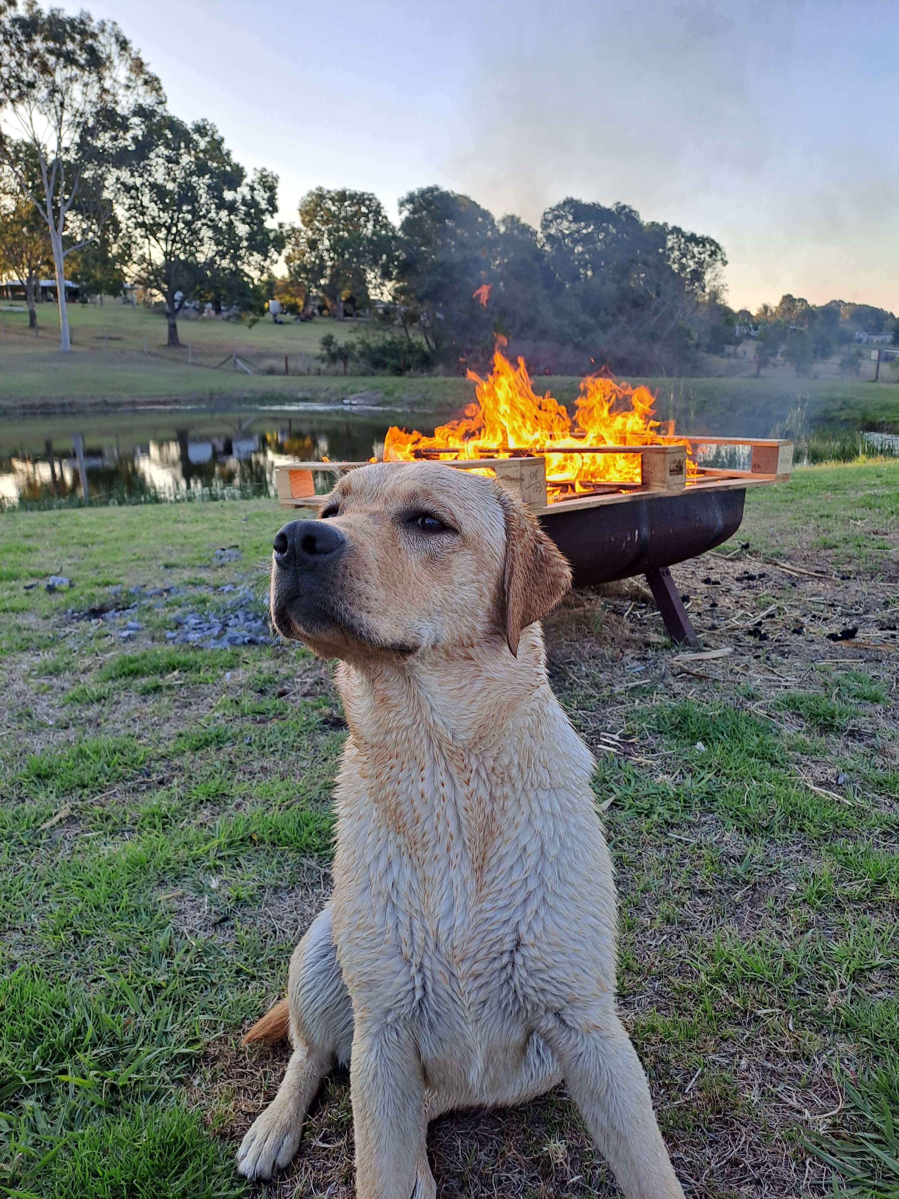 Themangos Lilly Labrador Retriever - Owned by K Yates