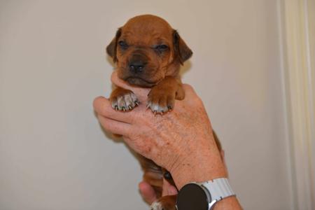 Rhodesian Ridgeback Puppies for Sale