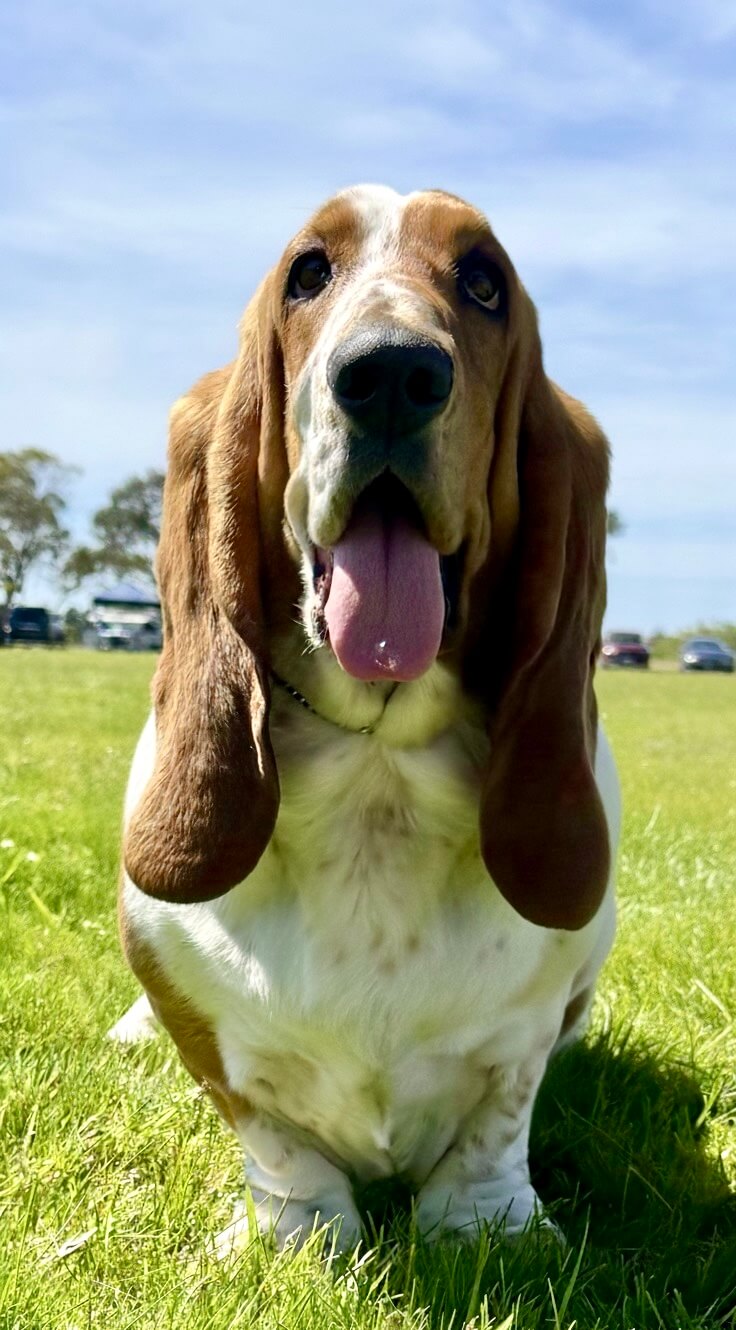 Ch Dowjac ‘Miss Lucille’ Basset Hound - Owned by Erin Smith