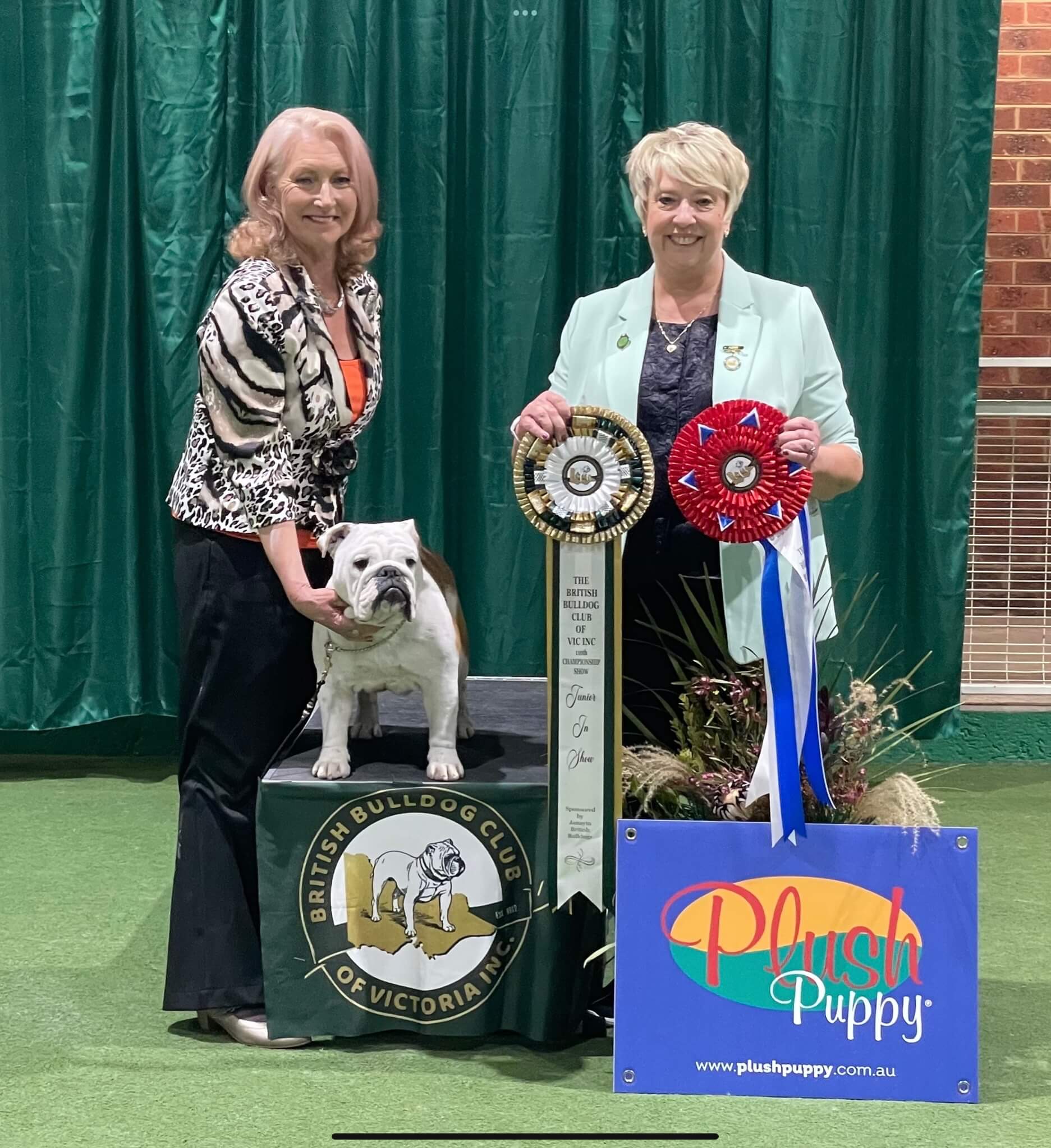 BISS Aust Champion Embllem Lil Raya Sunshine (AI) British Bulldog ...