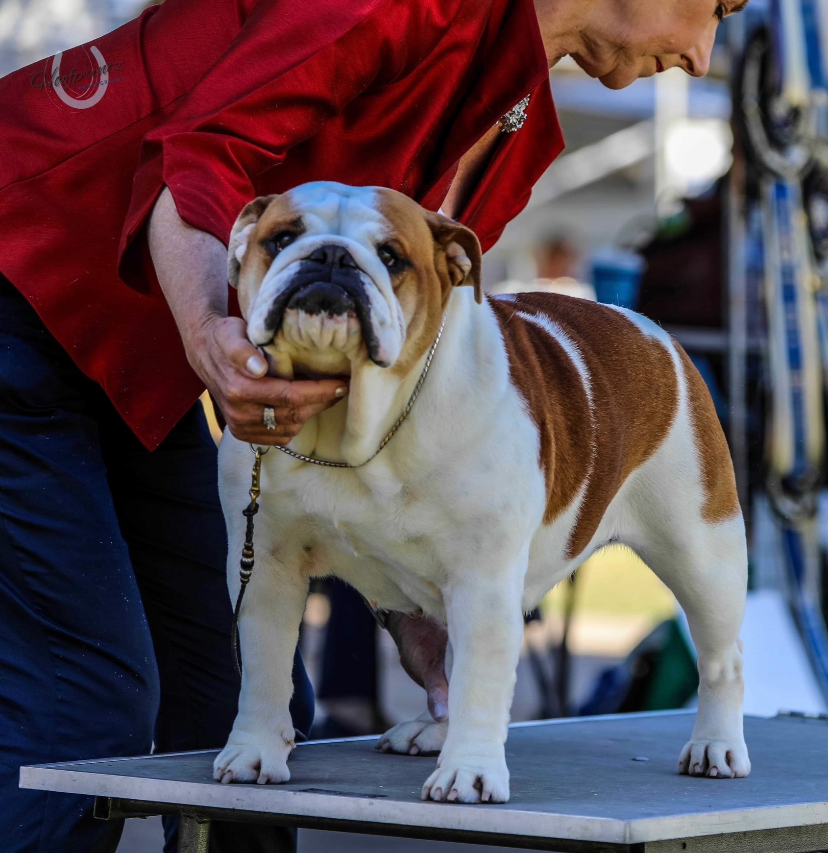 Aust Champion Embllem Rave N Ready (AI) British Bulldog - Owned by Rick ...