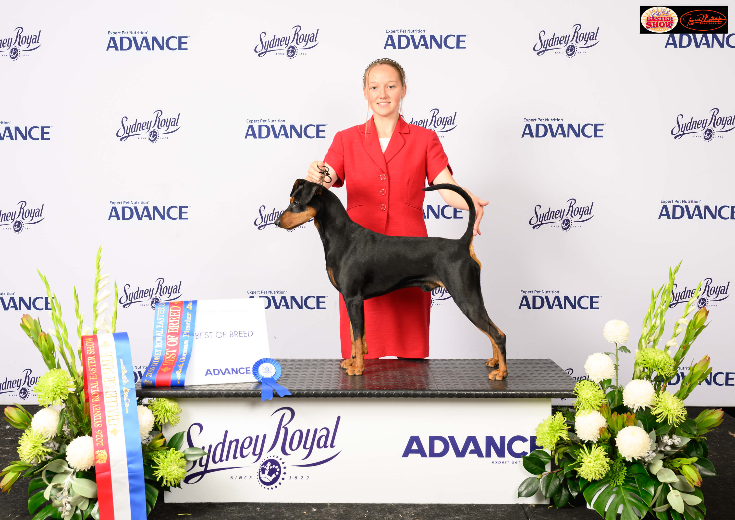 Aust Champion Kaitler Burn Up Da Dance Floor German Pinscher - Owned by ...
