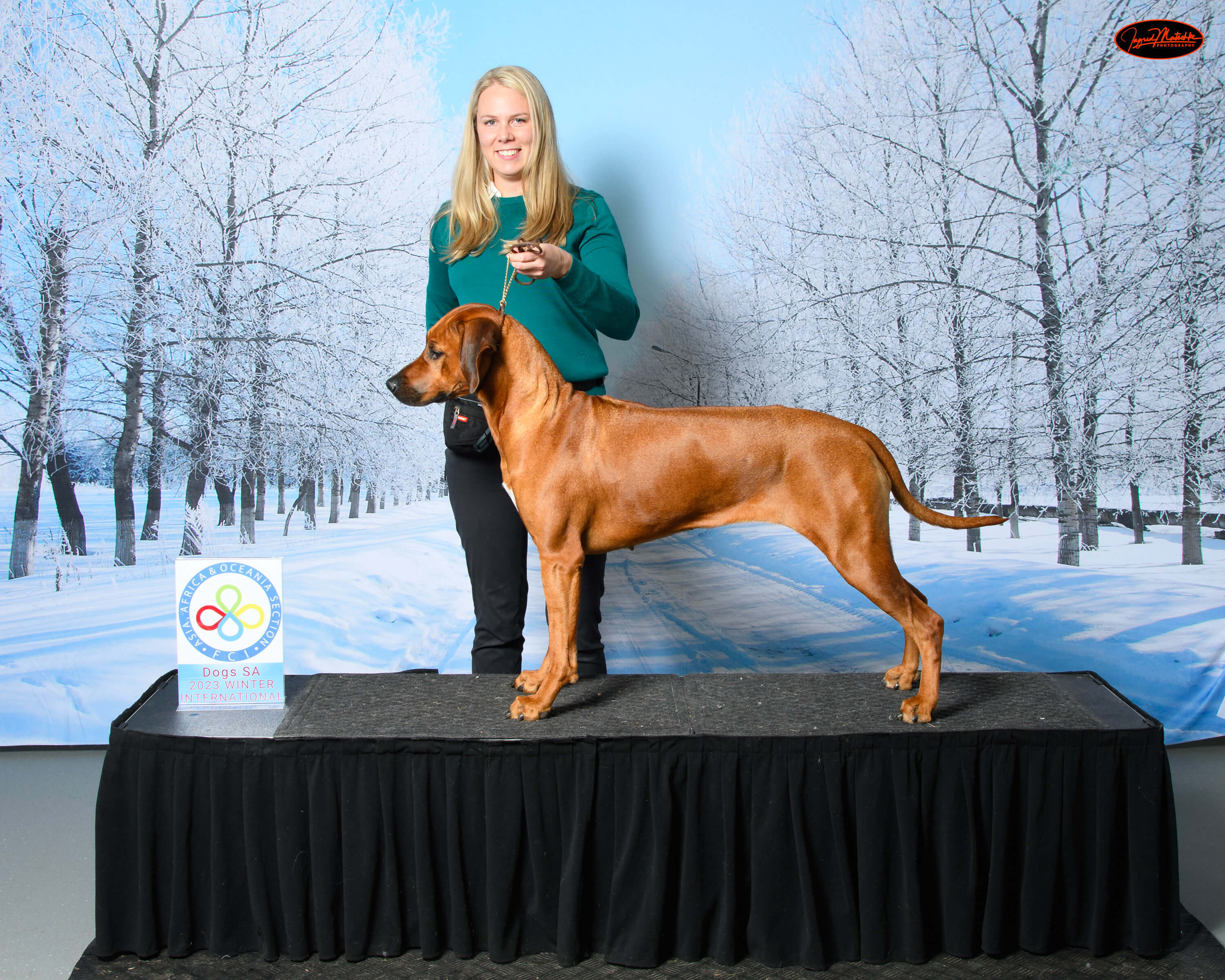 Aust Ch Mikozi Miss Molotov (AI) Rhodesian Ridgeback - Owned by Ms V ...