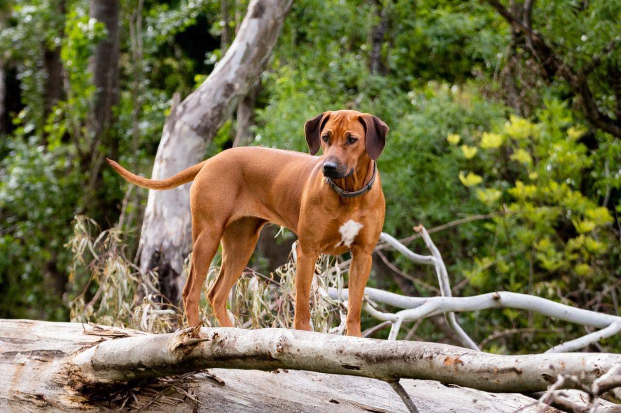 Aust Ch Mikozi Miss Molotov (AI) Rhodesian Ridgeback - Owned by Ms V ...