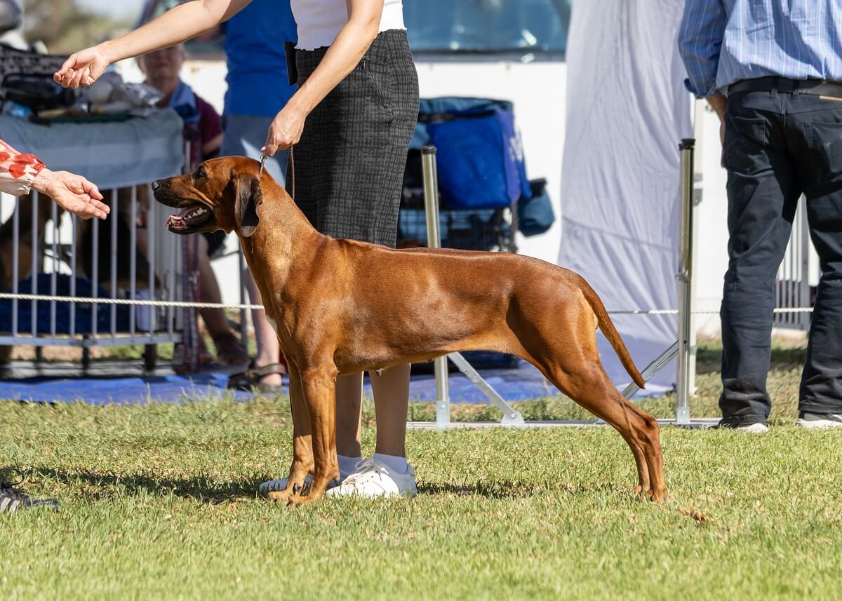 Aust Ch Mikozi Miss Molotov (AI) Rhodesian Ridgeback - Owned by Ms V ...