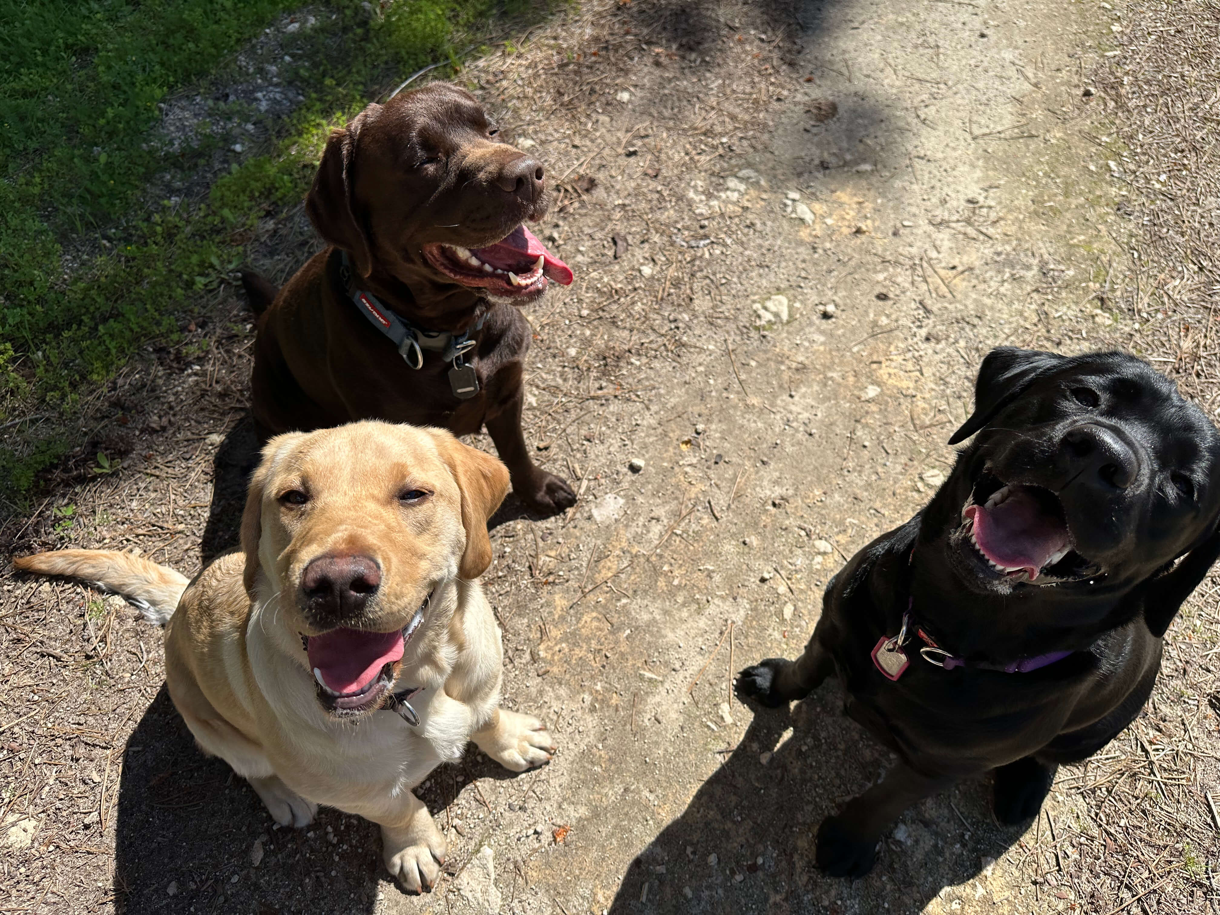 Astrolab Polaris The Star Labrador Retriever - Owned by Audrey Margery-Muir