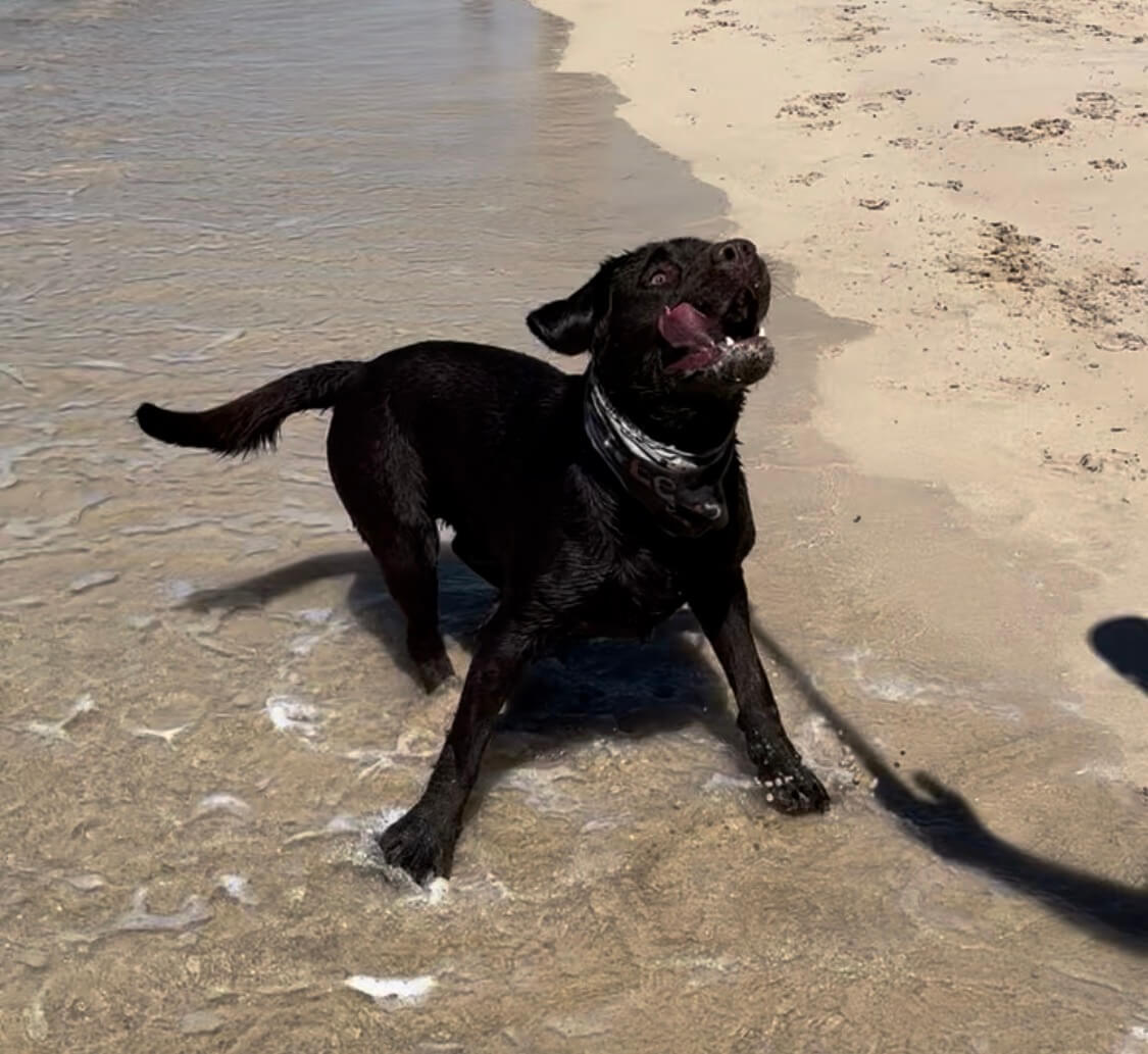 Td. Astrolab Azymuth Swn. Labrador Retriever - Owned by Audrey Margery ...