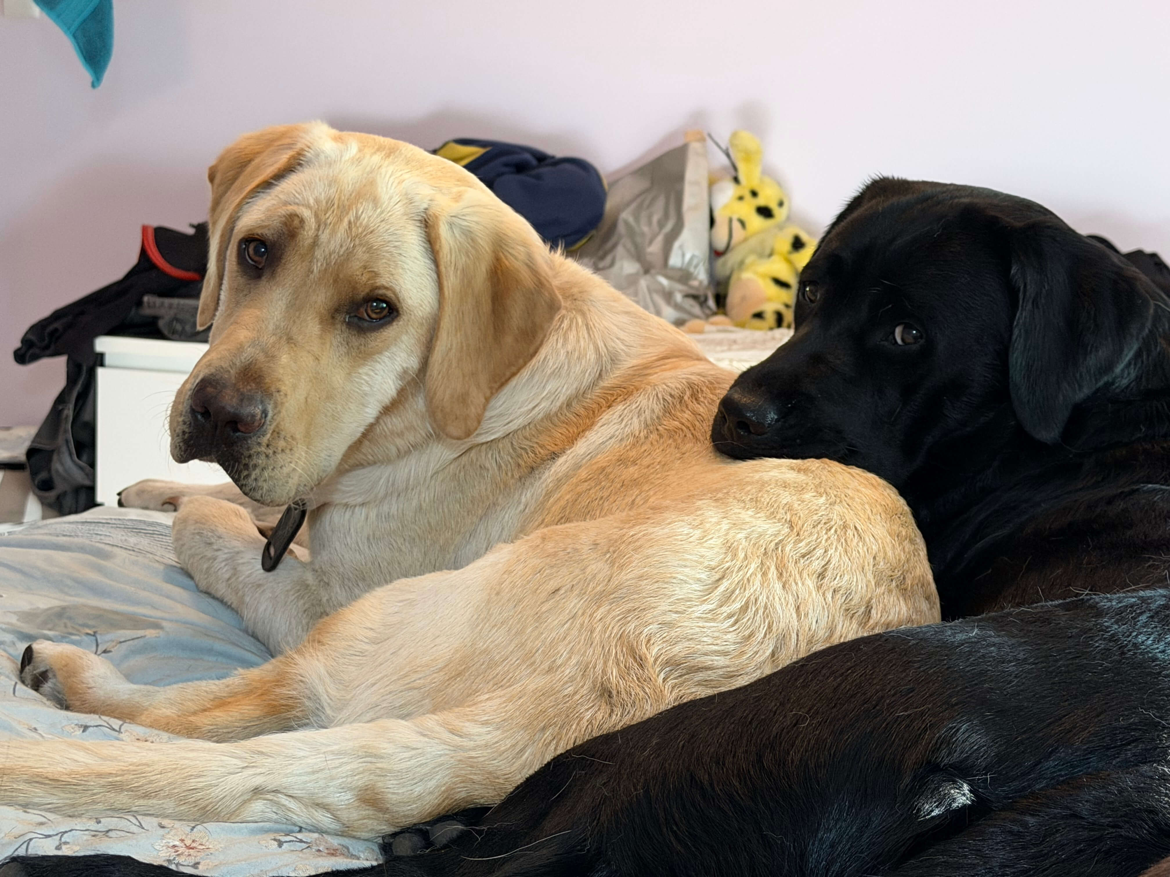 Astrolab Polaris The Star Labrador Retriever - Owned by Audrey Margery-Muir