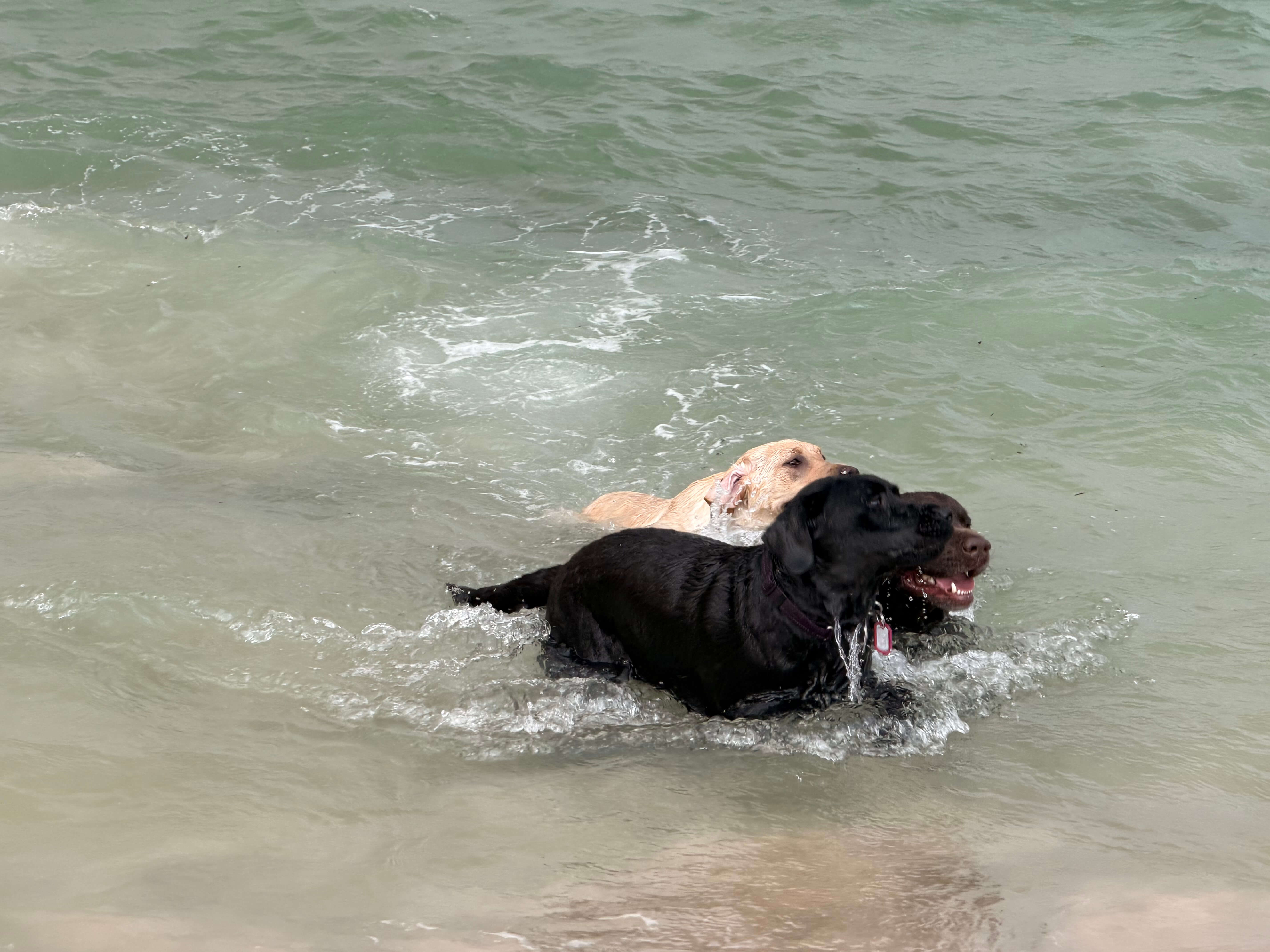 Astrolab Polaris The Star Labrador Retriever - Owned by Audrey Margery-Muir