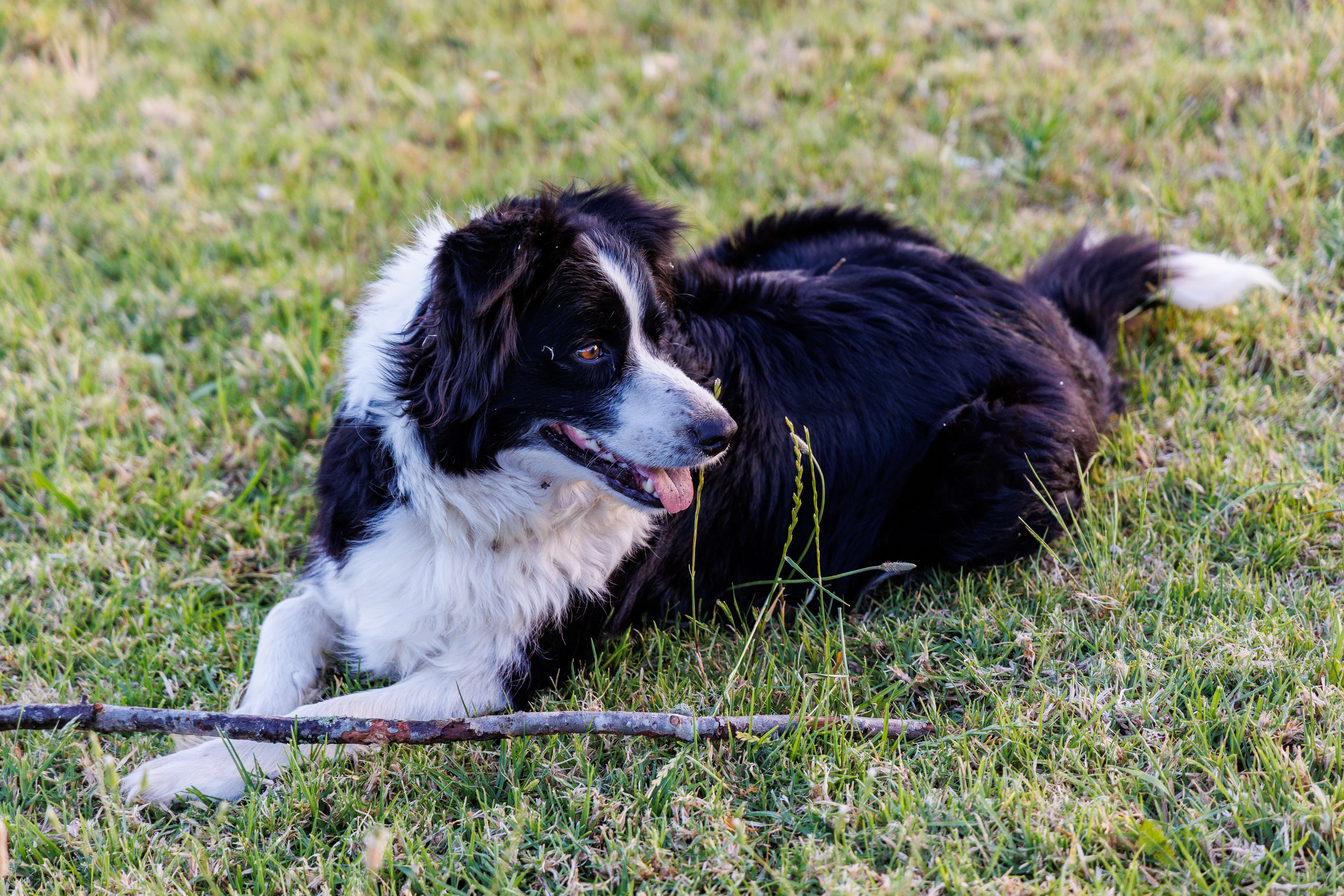 Greyvale A Star Is Born Border Collie - Owned by M Fernandes