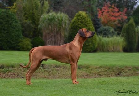 Rhodesian Ridgeback Puppies for Sale