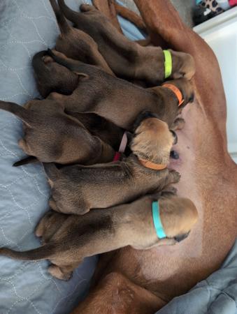 Rhodesian Ridgeback Puppies for Sale