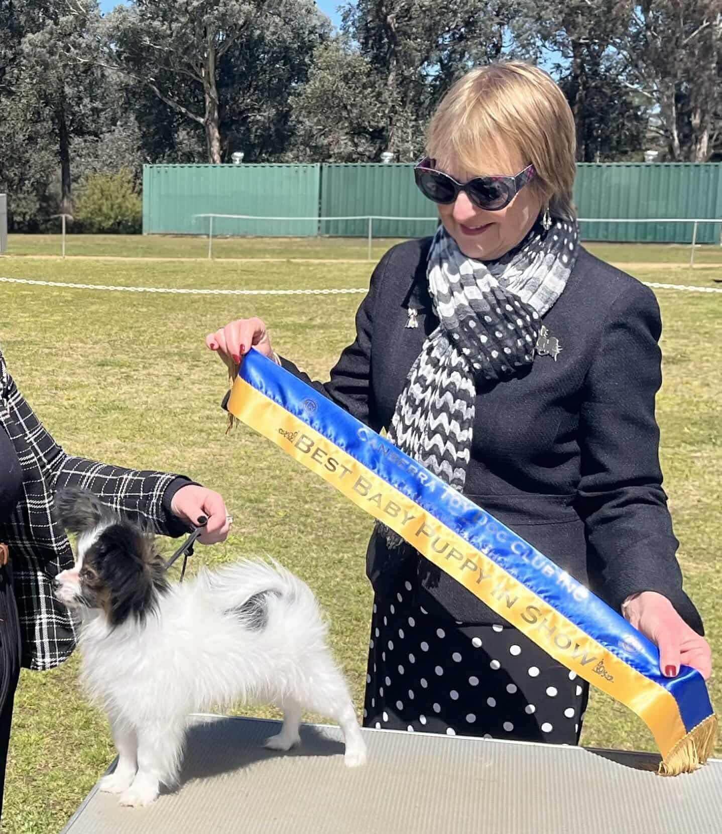 Hapapi Divine Comedy Papillon - Owned by Miss J Ryan