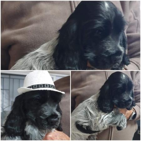 Cocker Spaniel Puppies for Sale, NSW