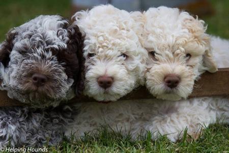 Lagotto Breeders