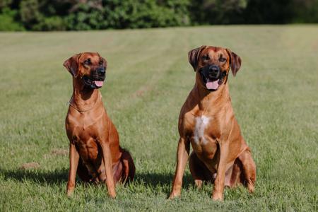 Rhodesian Ridgeback Puppies for Sale