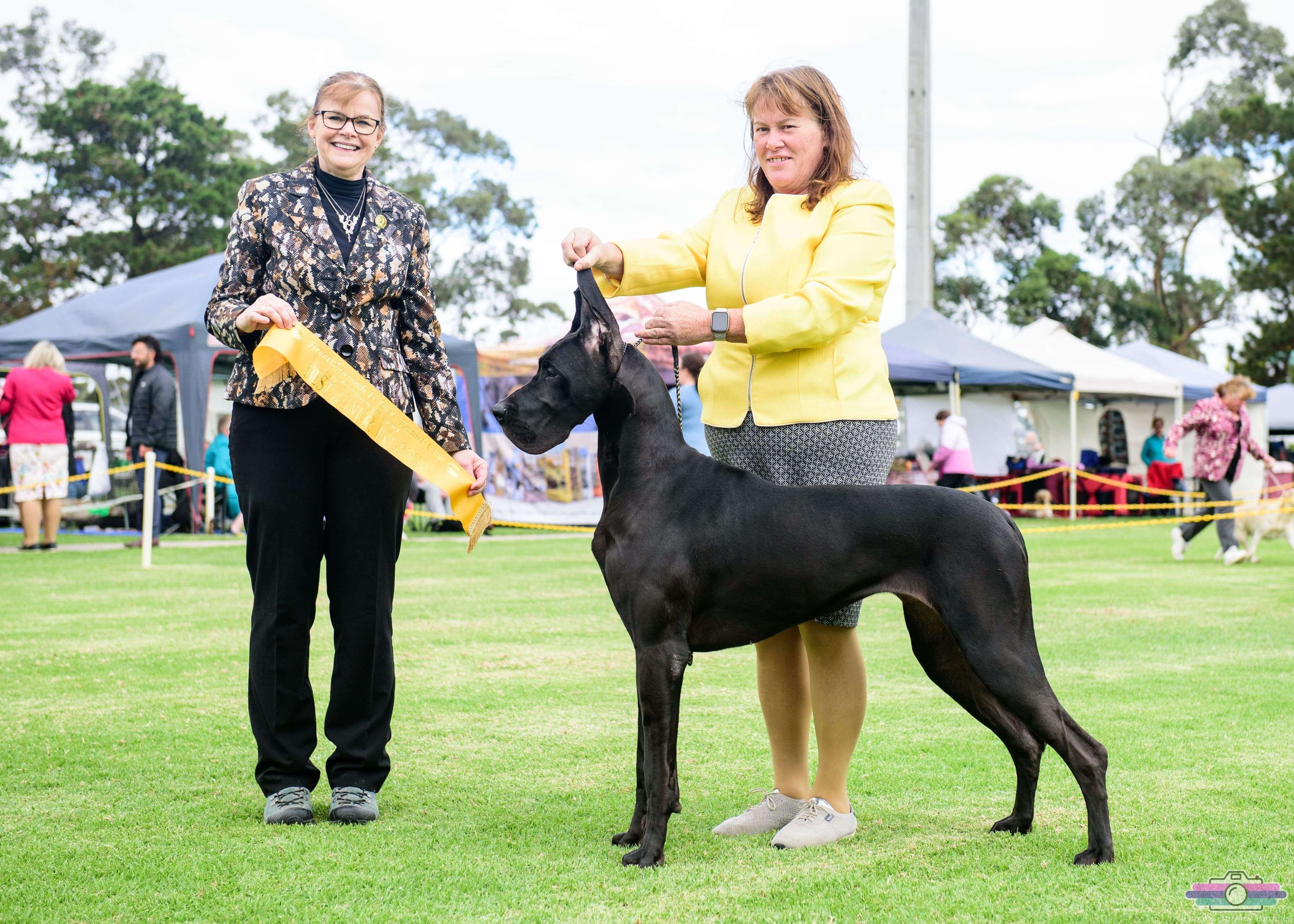 RUBISS Grand Ch Underane Kinetic Energy at Strykerdane (AI) Great Dane ...