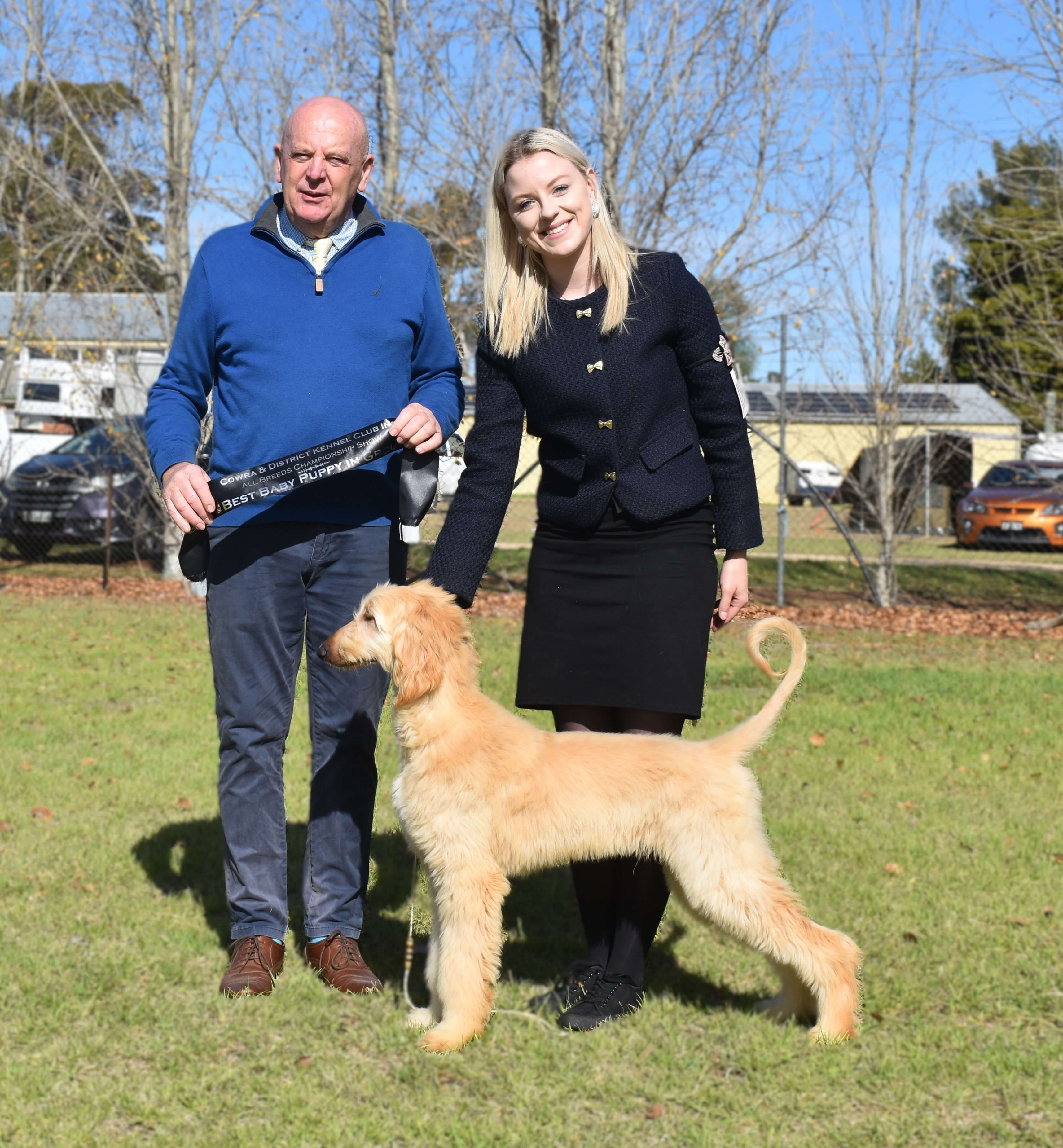 Ericcha Espresso Patronum (AI) Afghan Hound - Owned by Erin Bray