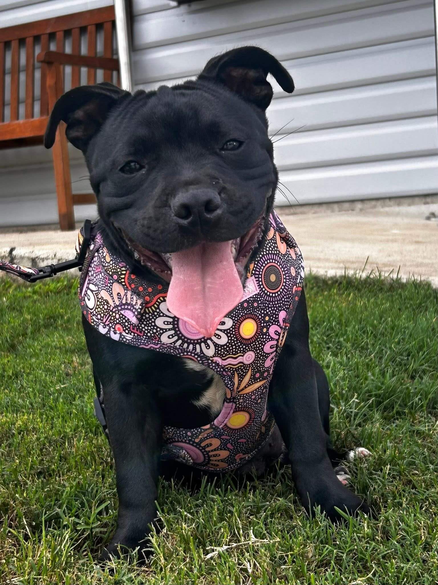 Cosmicblues Knock On Wood Staffordshire Bull Terrier - Owned by ...