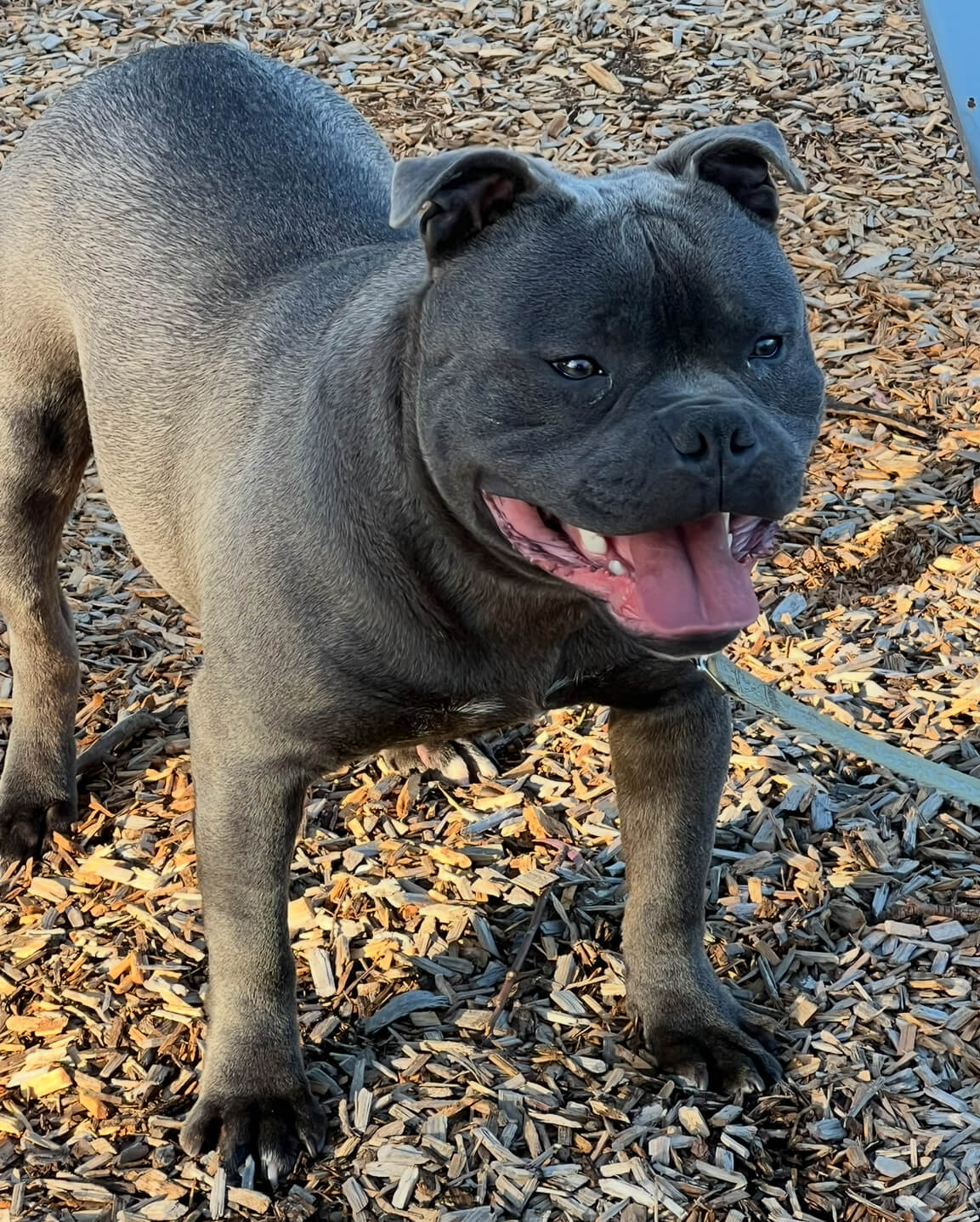 Blueluna The Top Dog Staffordshire Bull Terrier - Owned by Rama Nazifi