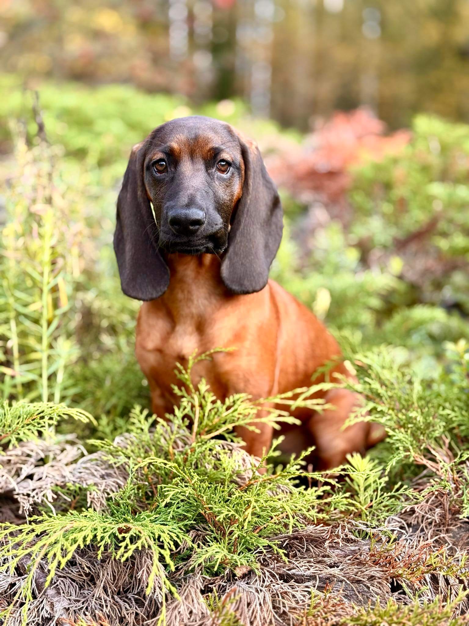 Aust Ch Kxoxo Keilani (Imp Fin) Bavarian Mountain Scent Hound - Owned ...