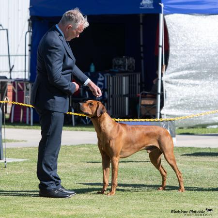 Rhodesian Ridgeback Pointscore Tallies 2025