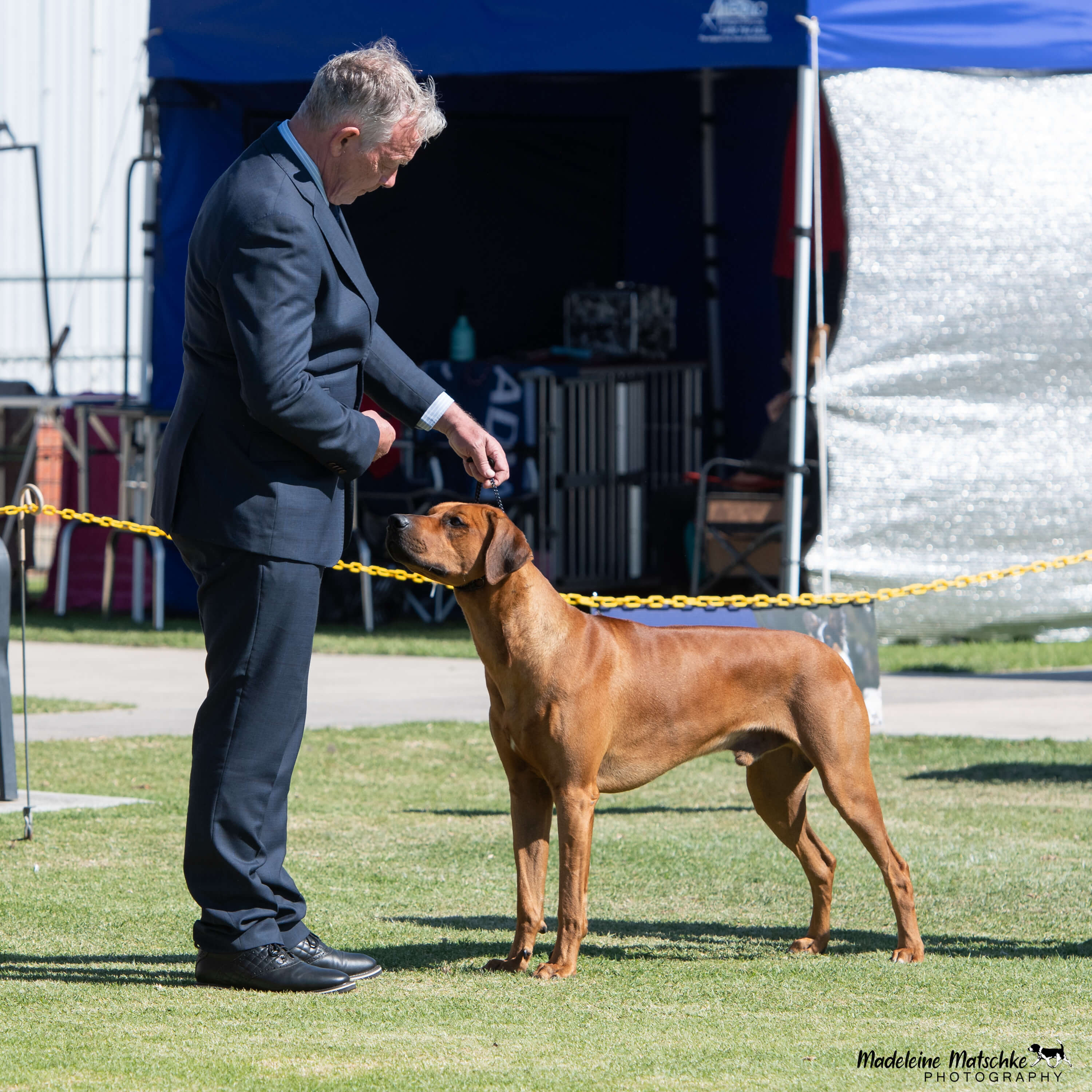 Aust Gr Ch Kusini Pacer Bay (AI) Rhodesian Ridgeback - Owned by Brent ...