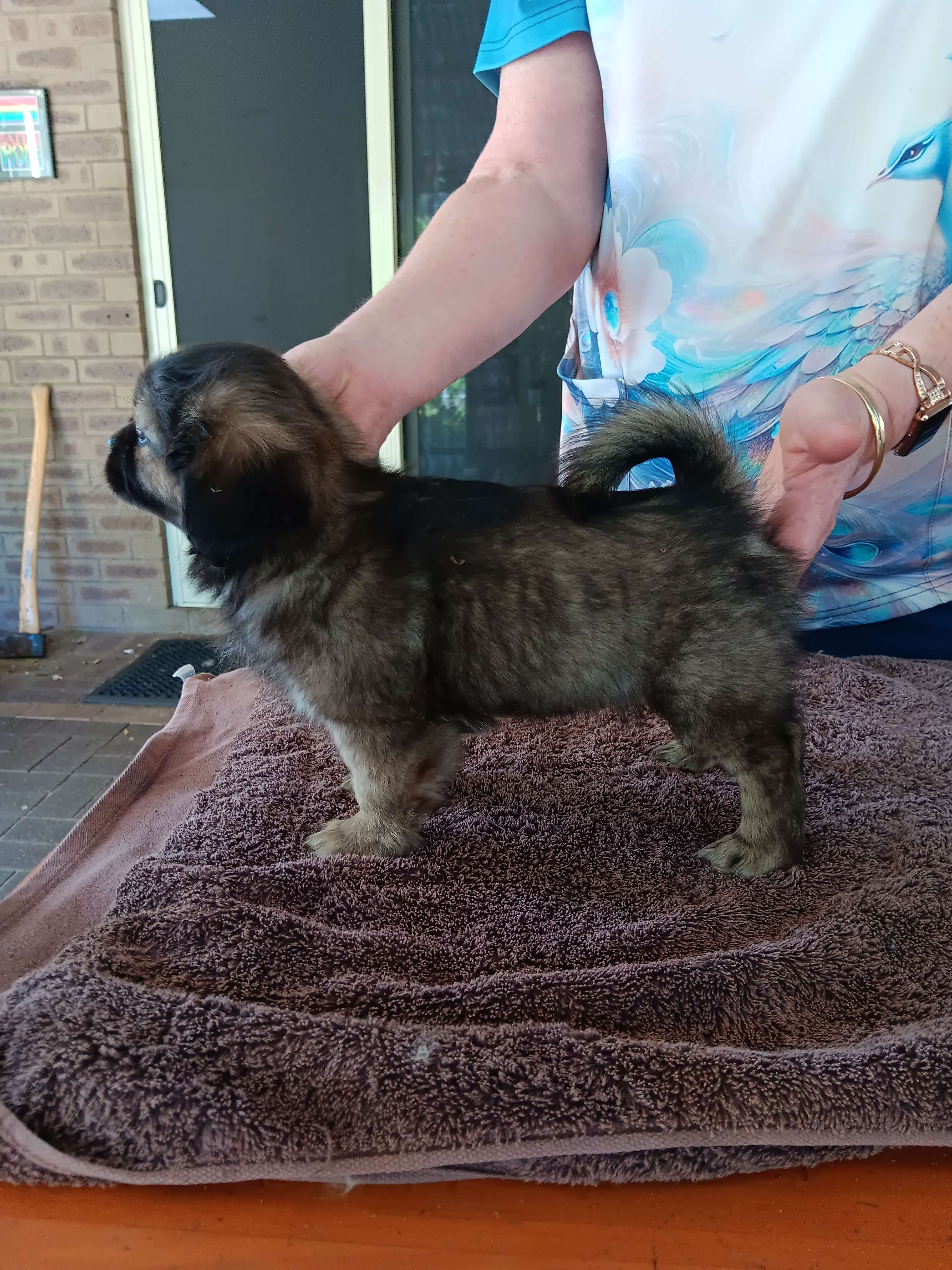 Chavener Pinch of Akaru Tibetan Spaniel - Owned by K Marshall