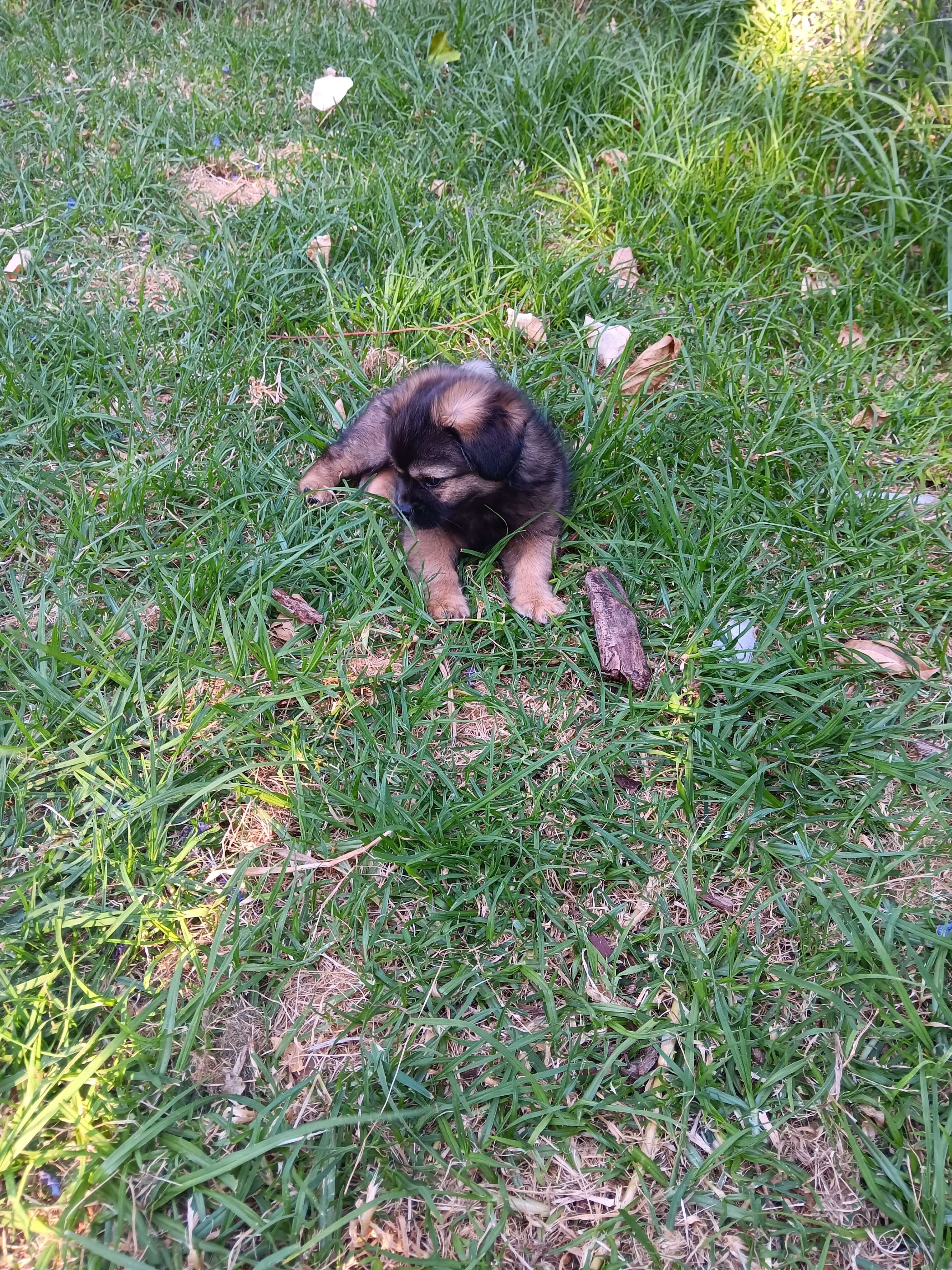Chavener Pinch of Akaru Tibetan Spaniel - Owned by K Marshall