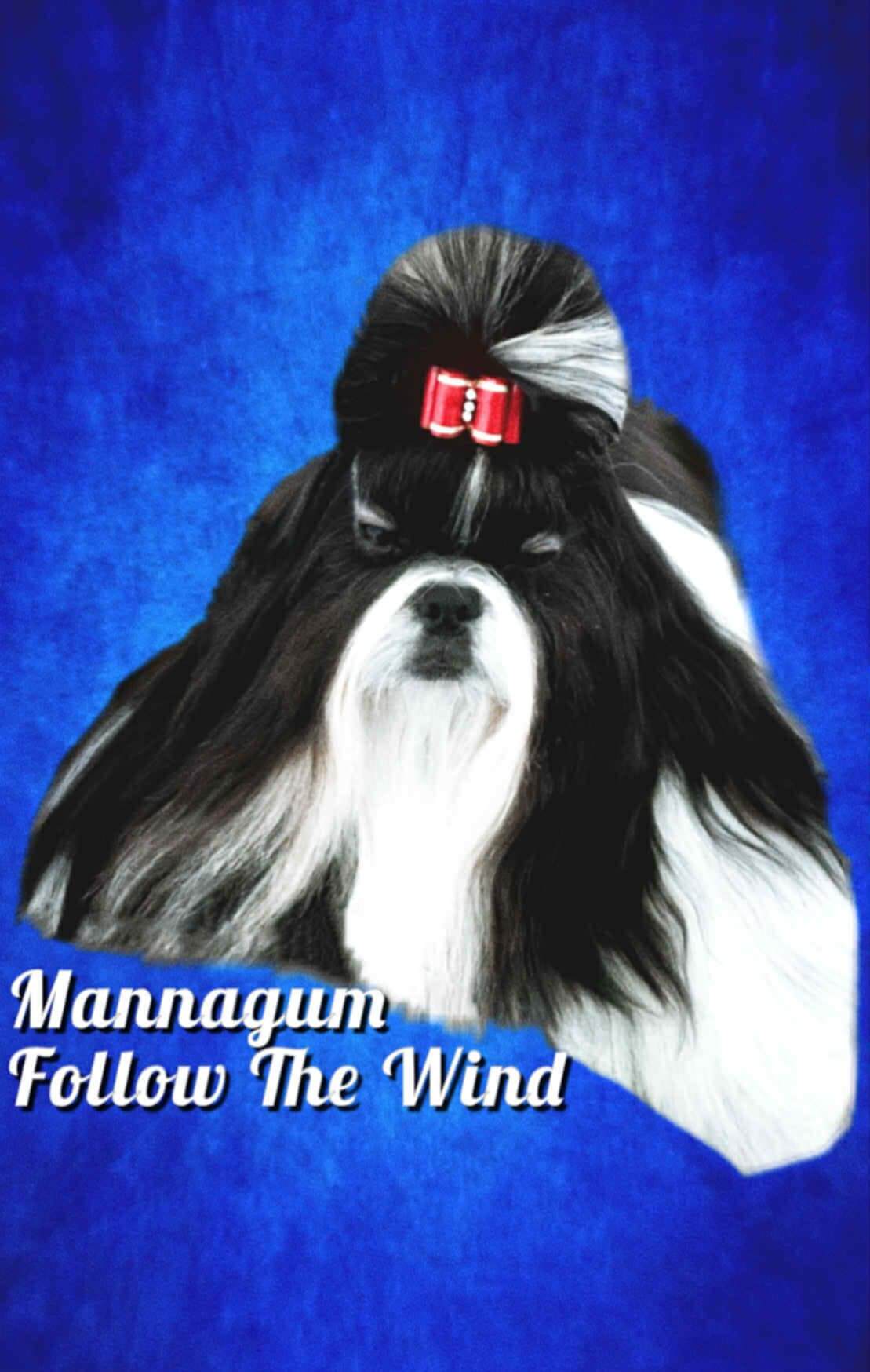 Au Ch Mannagum Follow The Wind Shih Tzu - Owned by Annemarie Turner