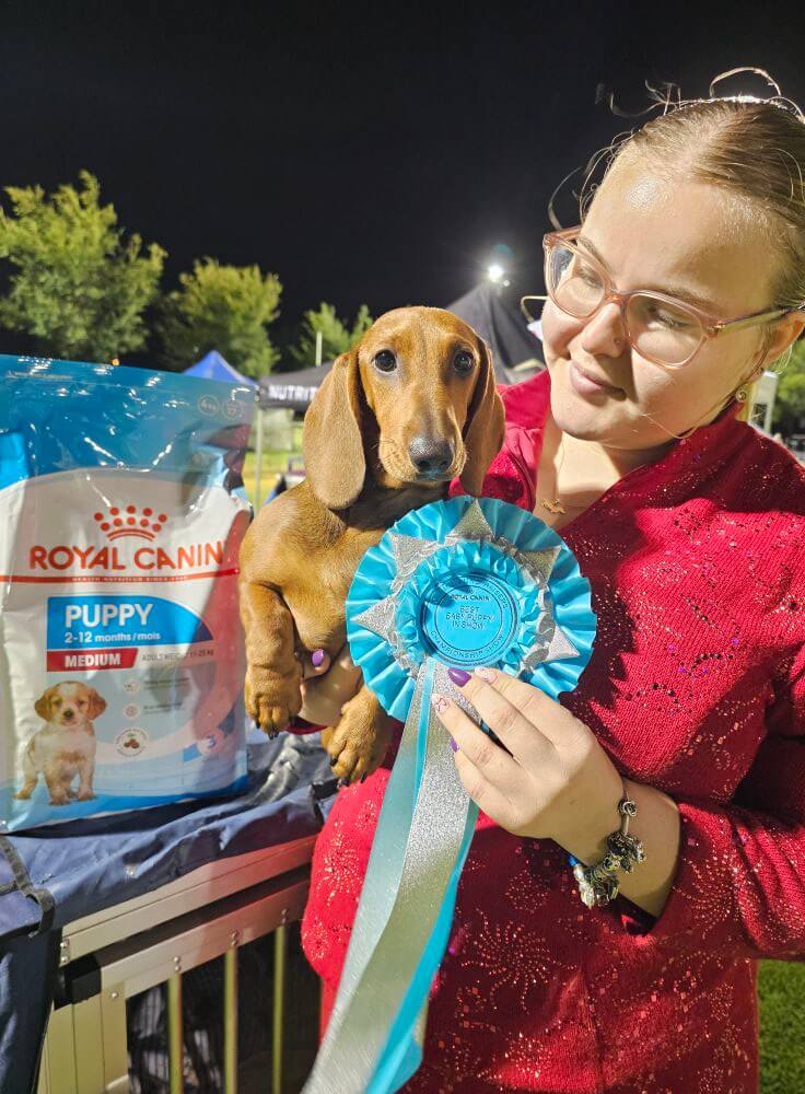 AUST CH Longnlow Who The F Is Alice Dachshund (Smooth Haired) - Owned ...