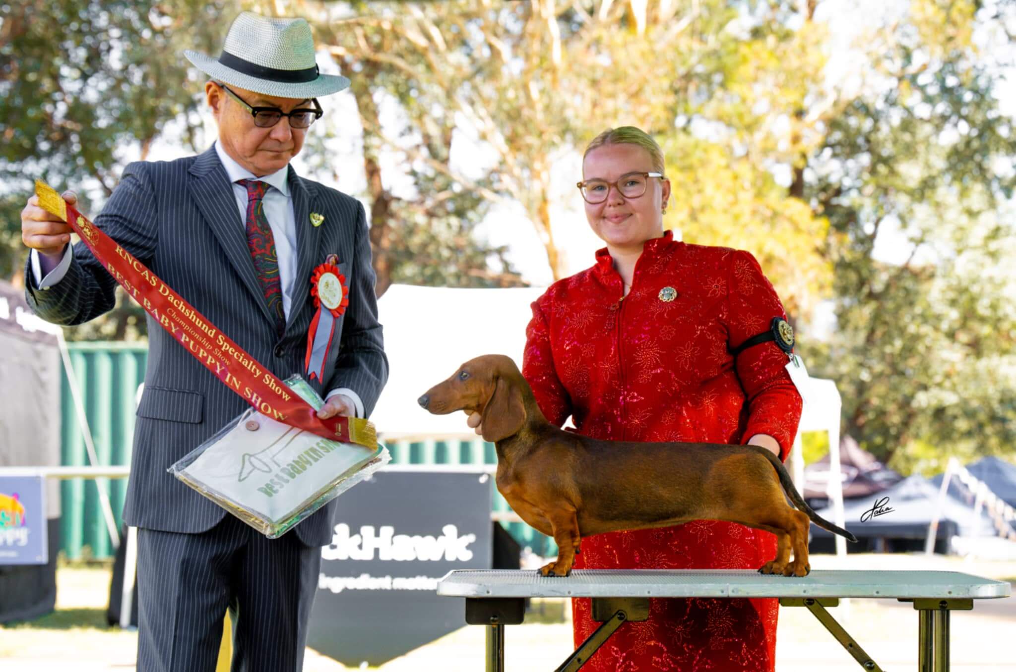 AUST CH Longnlow Who The F Is Alice Dachshund (Smooth Haired) - Owned ...