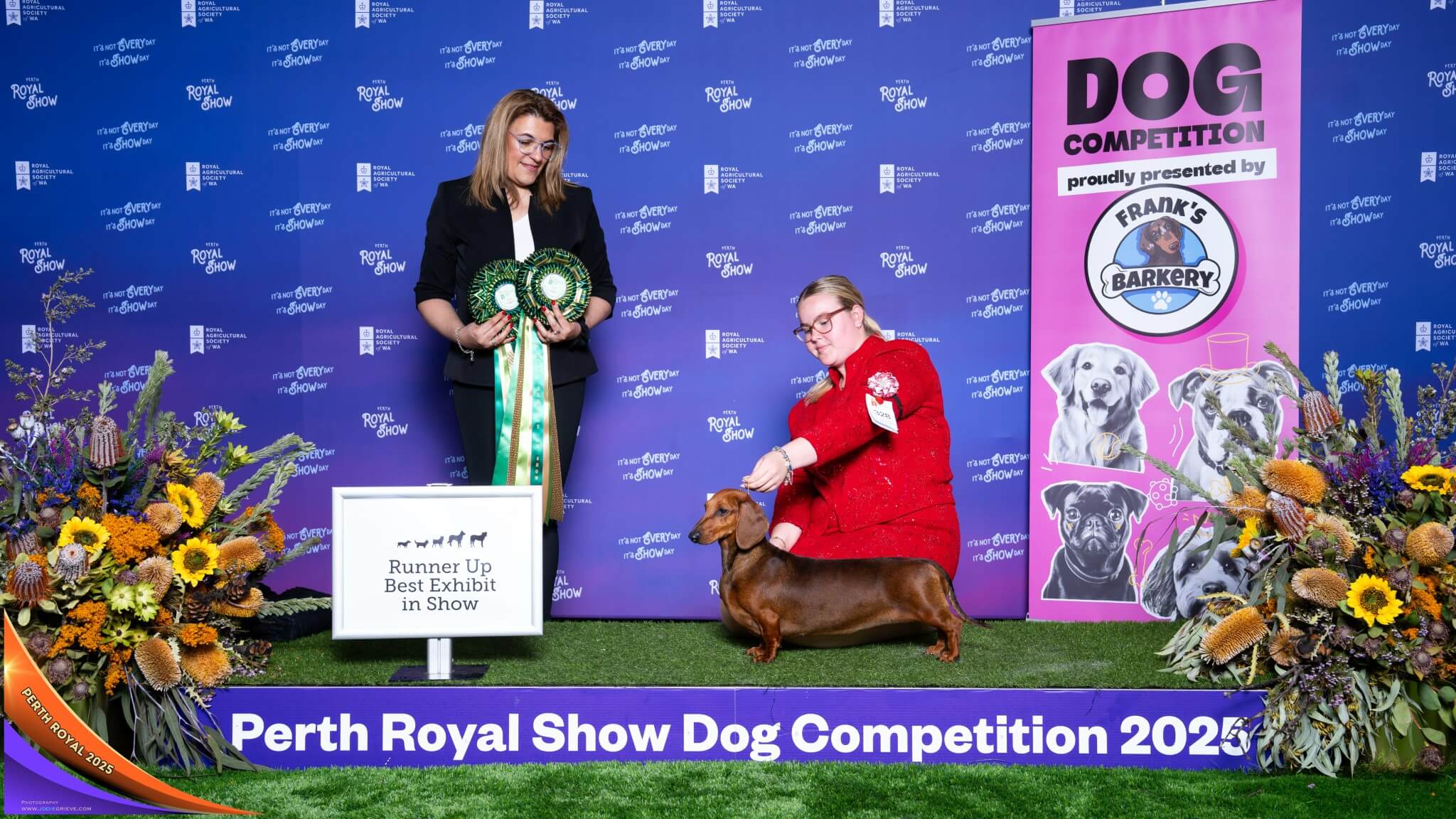AUST CH Longnlow Who The F Is Alice Dachshund (Smooth Haired) - Owned ...