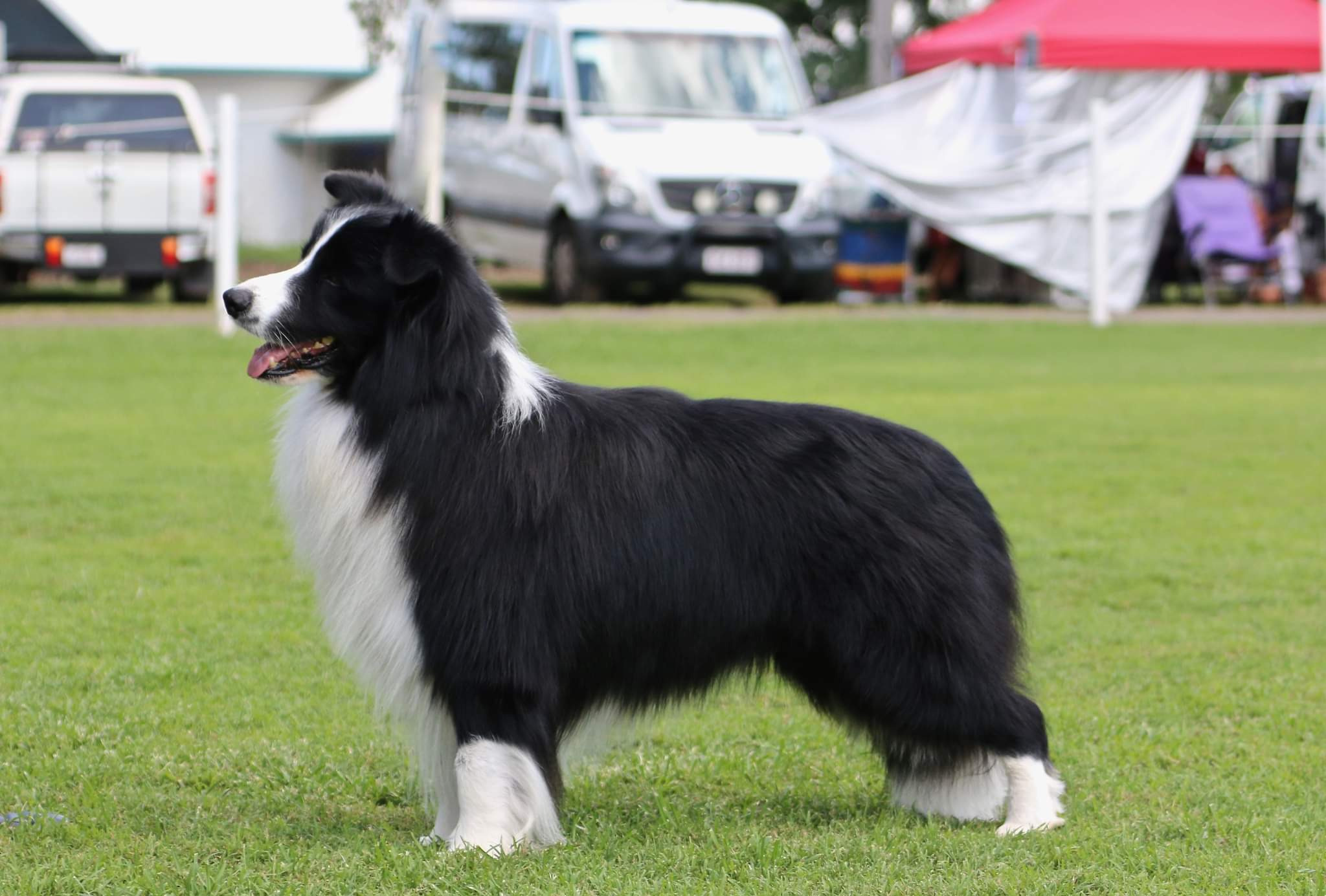 Supreme Ch. Cannyben Locked N Loaded Border Collie - Owned by Janice ...