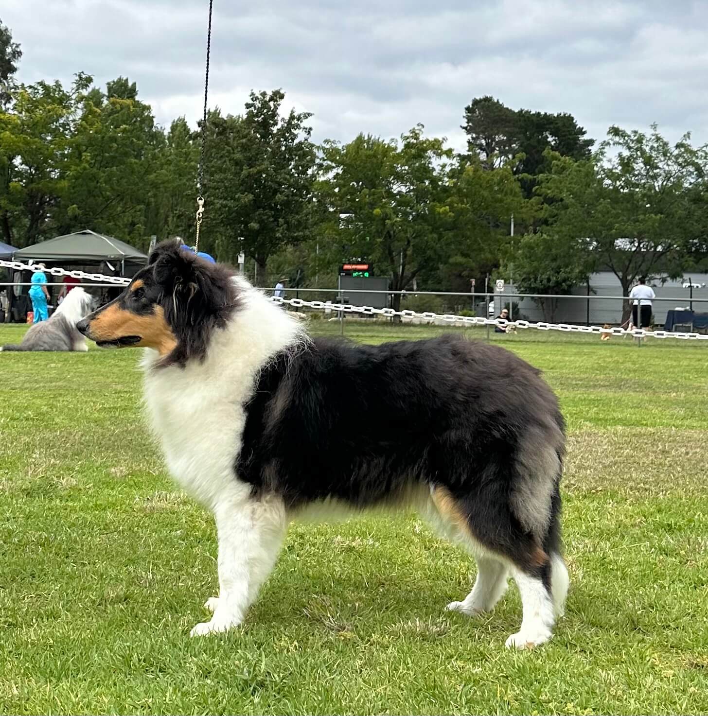 Aust Ch Schiehallion Girl On Fire At Triblu Collie (Rough) - Owned by ...