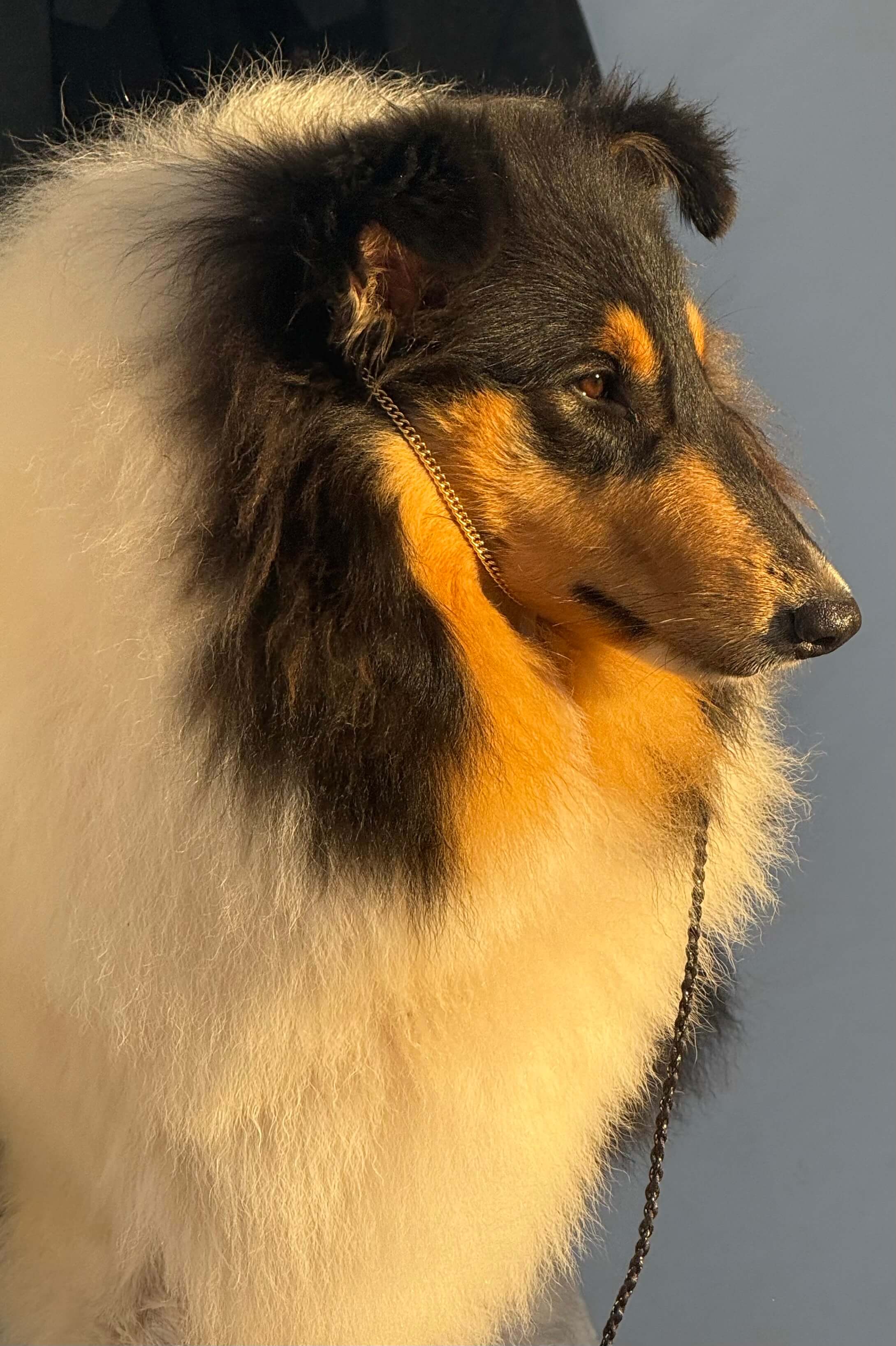 Aust Ch Schiehallion Girl On Fire At Triblu Collie (Rough) - Owned by ...