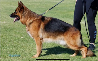Rasti Vom Gamsetal Imp Deu German Shepherd Dog - Owned by Lorraine And ...